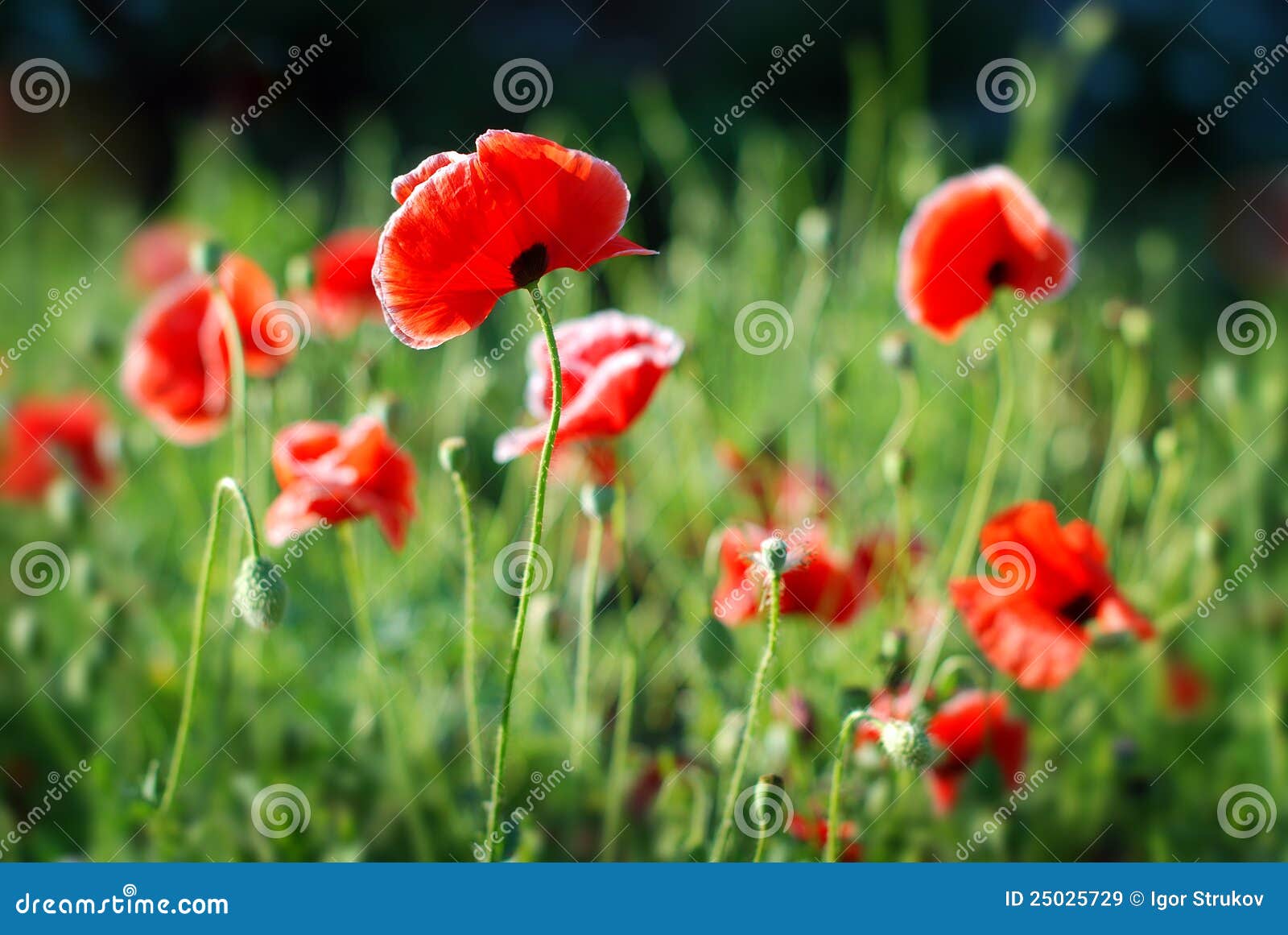 Poppy flower stock image. Image of poppy, bloom, herb - 25025729