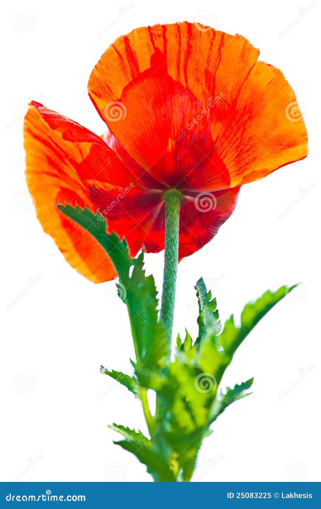 Poppy flower stock image. Image of decorative, freshness - 25083225