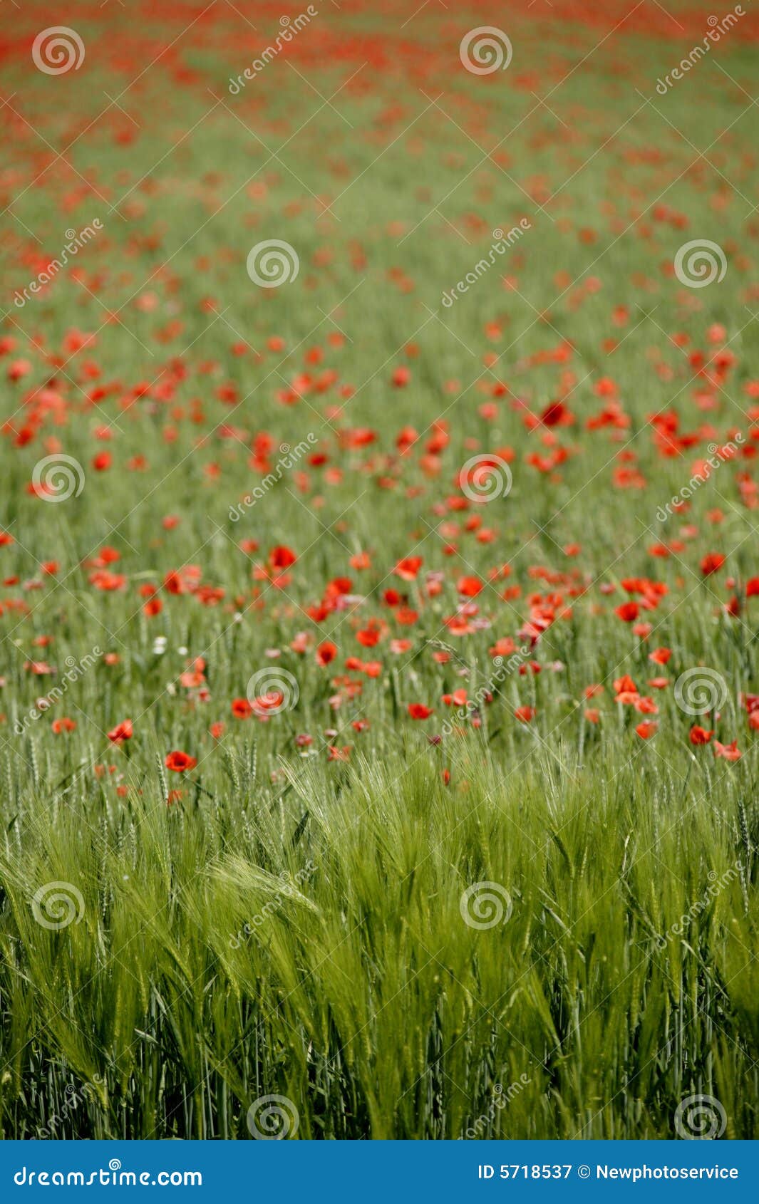 Poppy flower stock image. Image of poppy, grass, plant - 5718537