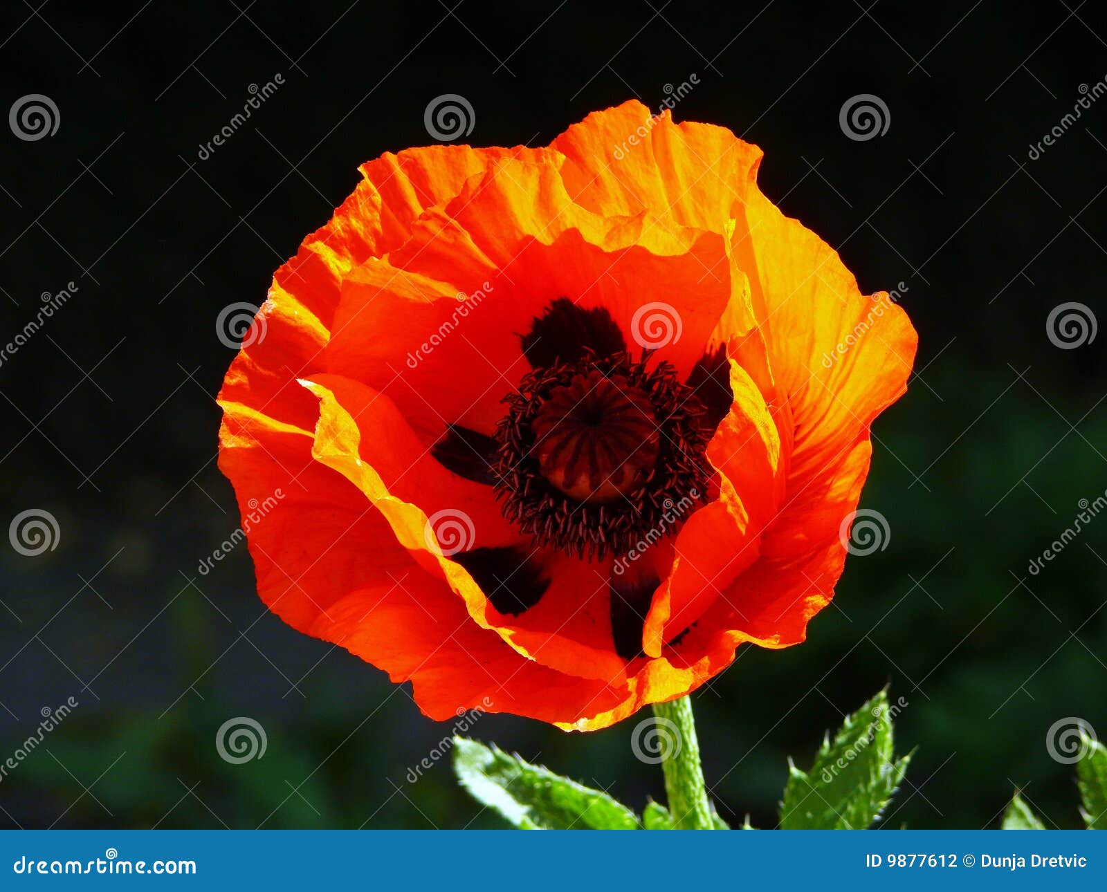 Red poppy flower stock photo. Image of dark, blossoming - 9877612