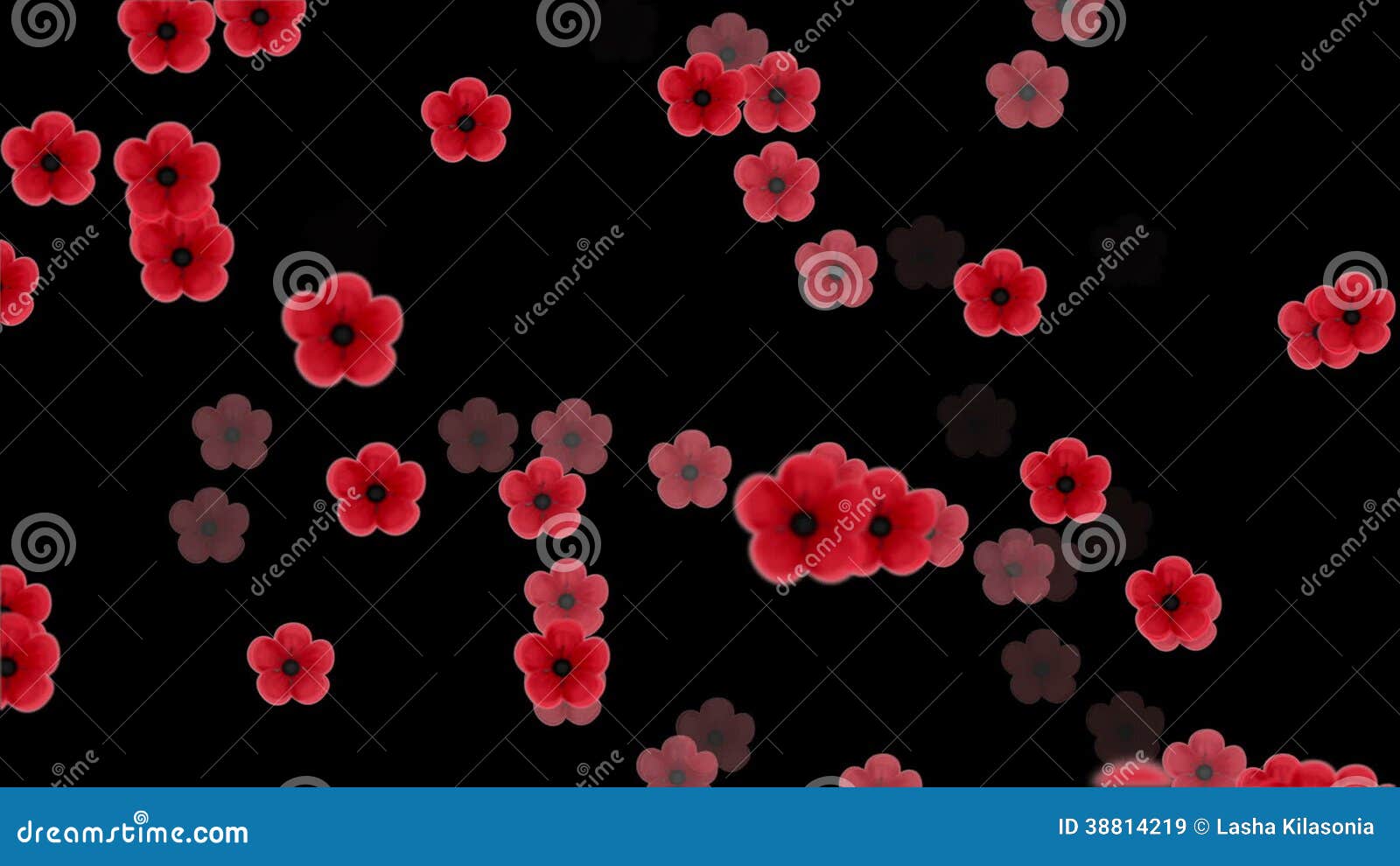 Poppy Flower Animation stock video. Video of color, poppy - 38814219
