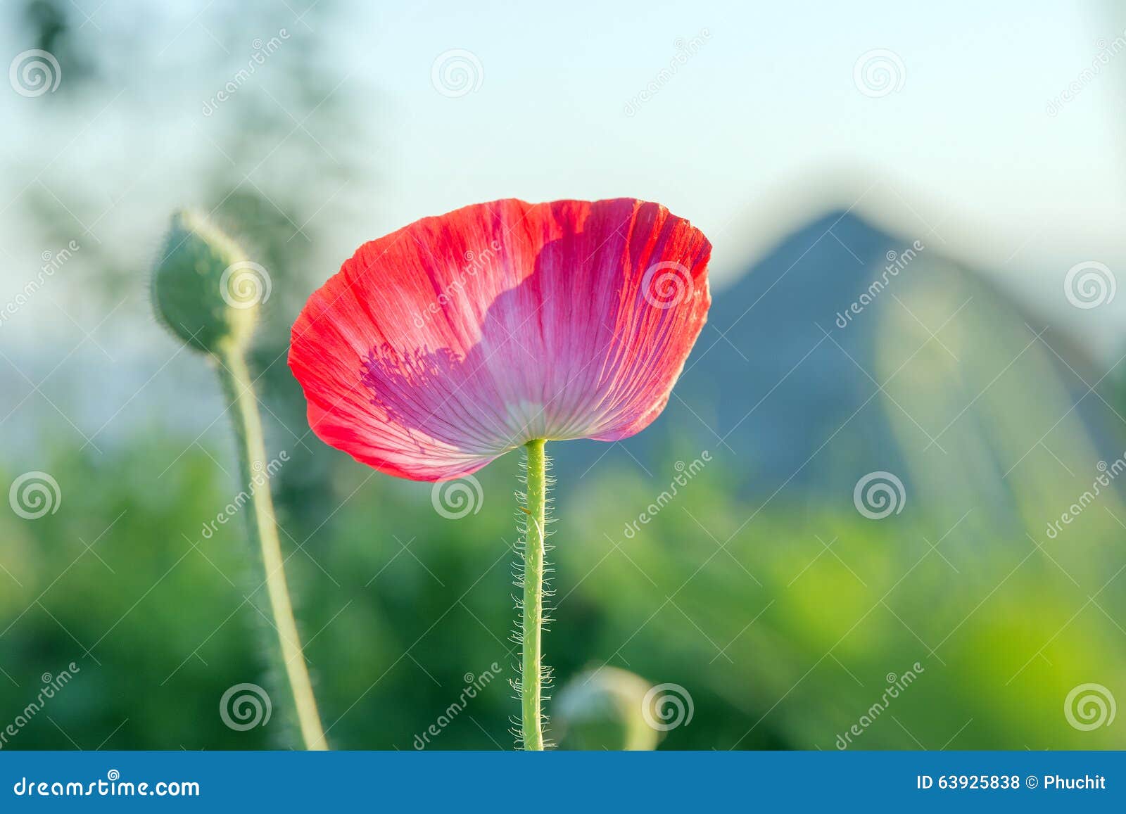 Poppy flower stock photo. Image of flora, background - 63925838