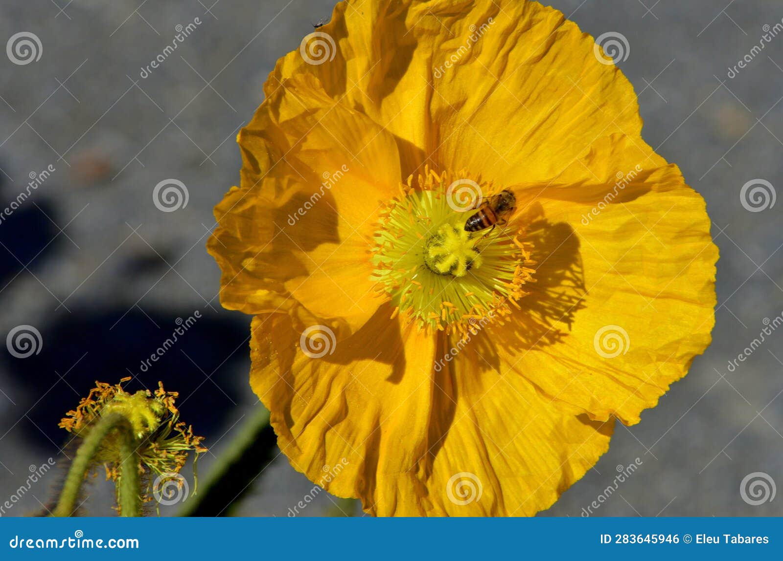 Poppy stock photo. Image of wildflower, tulip, poppy - 283645946