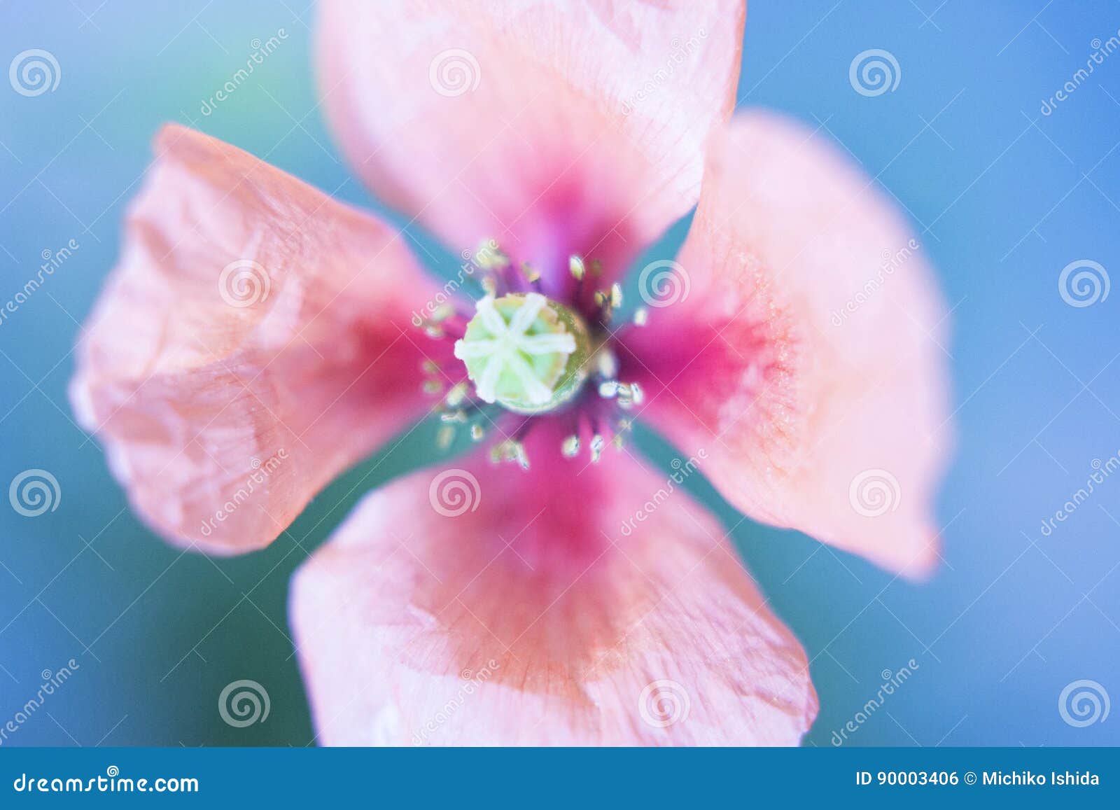 Poppy Flower in Blue Background Stock Photo - Image of head, spring ...