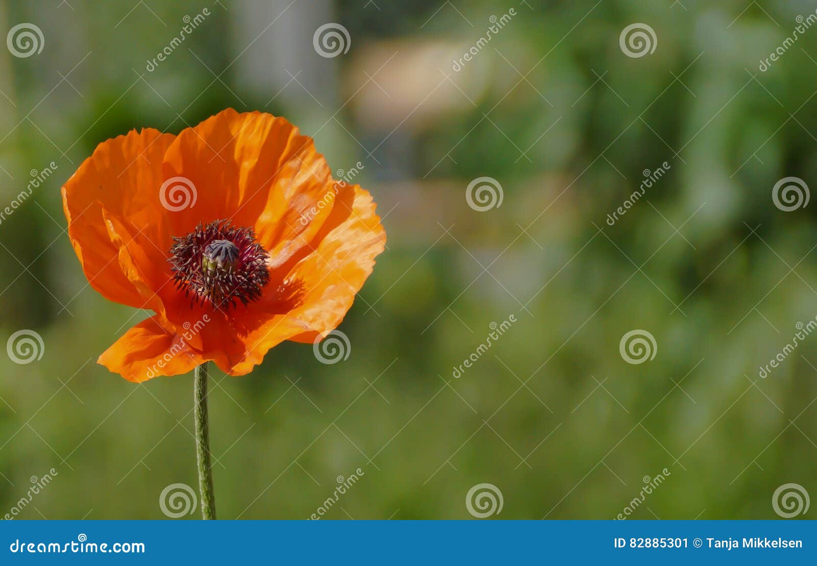 Poppy Flower Field, Harvesting Drug And Love Intoxication Opium ...