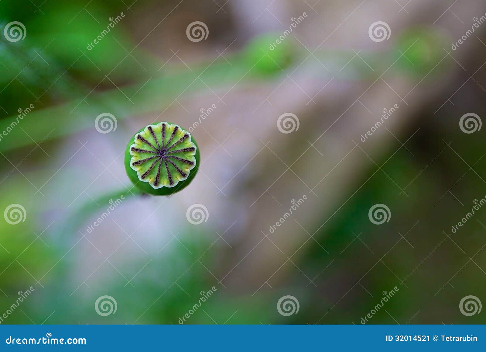 Poppy flower box stock image. Image of foil, poppy, botany - 32014521