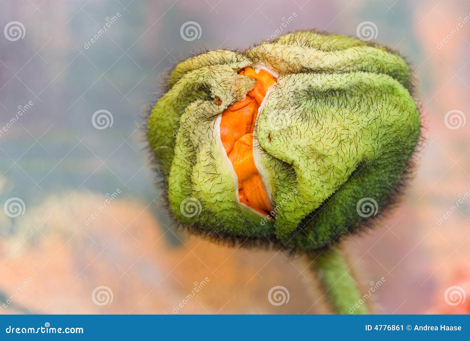Poppy flower bud stock image. Image of orange, stalk, poppy - 4776861