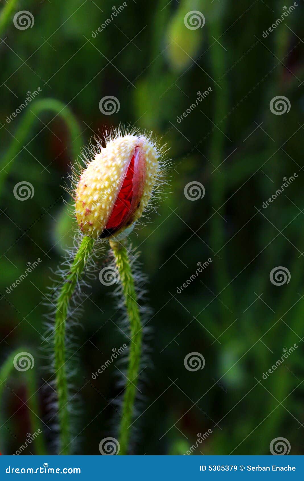 Poppy flower bud stock image. Image of grow, vegetation - 5305379