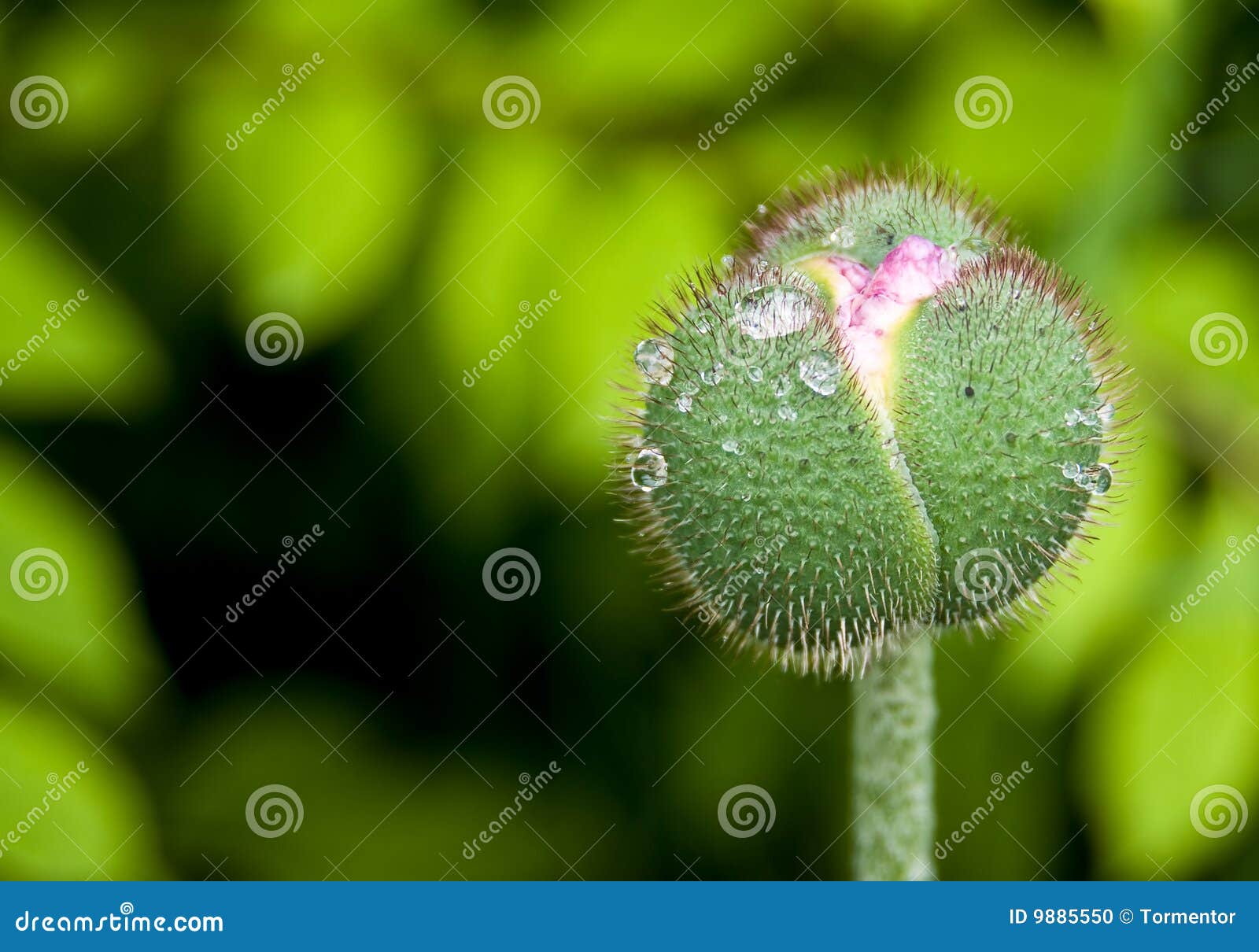Poppy flower bud stock photo. Image of blossom, summer - 9885550