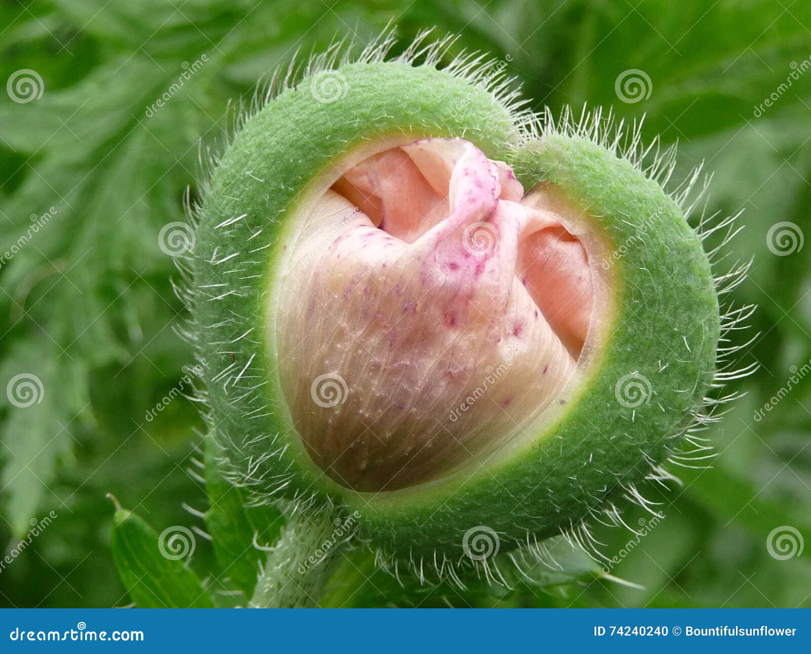 Poppy flower bud, close-up stock photo. Image of green - 74240240