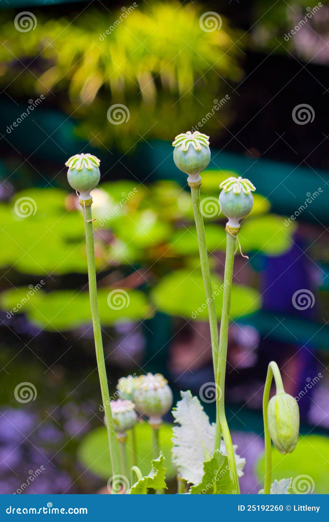 Poppy Flower Buds stock photo. Image of water, pond, outdoor - 25192260