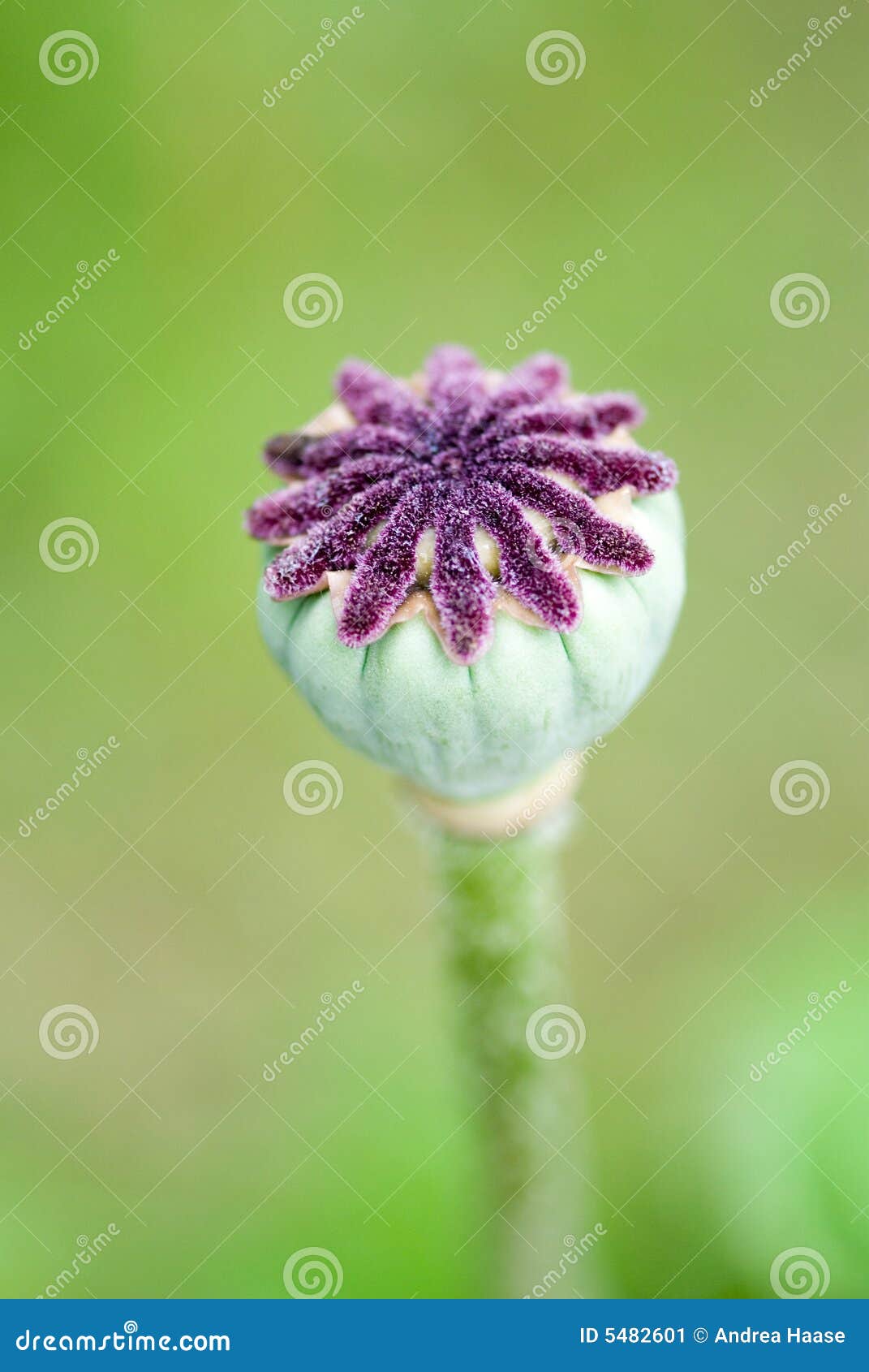 Poppy flower capsule stock image. Image of plant, summer - 5482601
