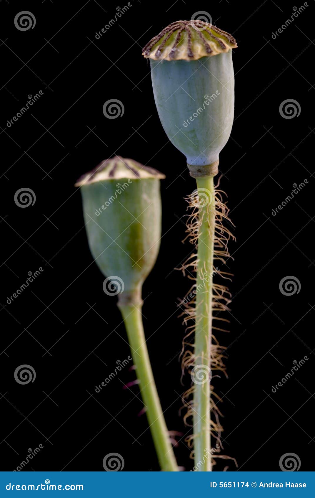 Poppy flower capsule stock photo. Image of drug, closeup - 5651174