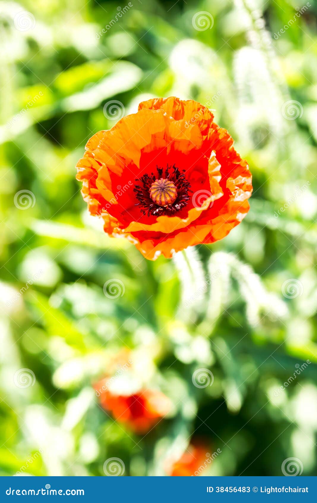 Poppy Flower in Chiangmai Thailand Stock Image - Image of botanical ...