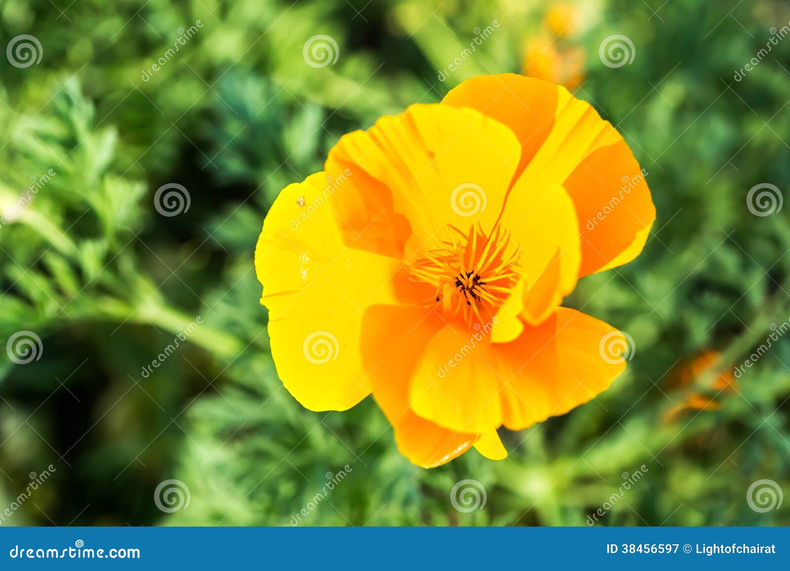 Poppy Flower in Chiangmai Thailand Stock Image - Image of field, flower ...