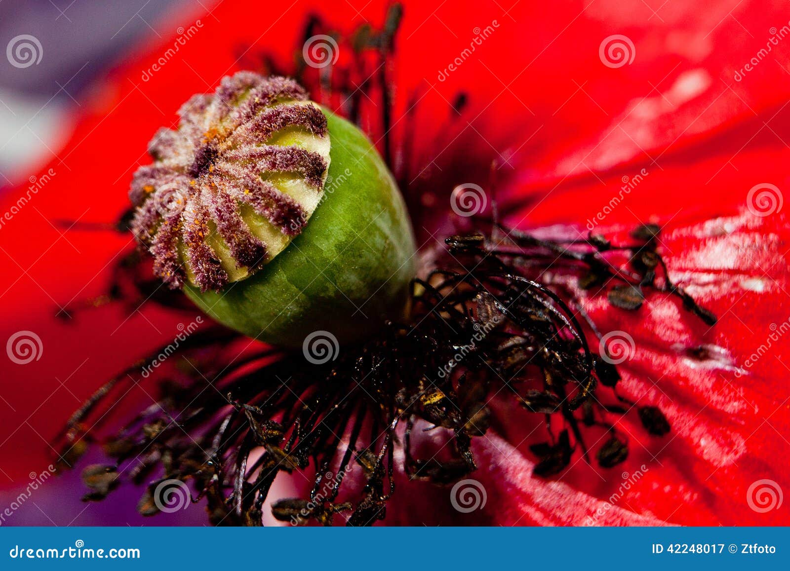 Poppy Flower Close-up Inside Stock Image - Image of flower, garden ...