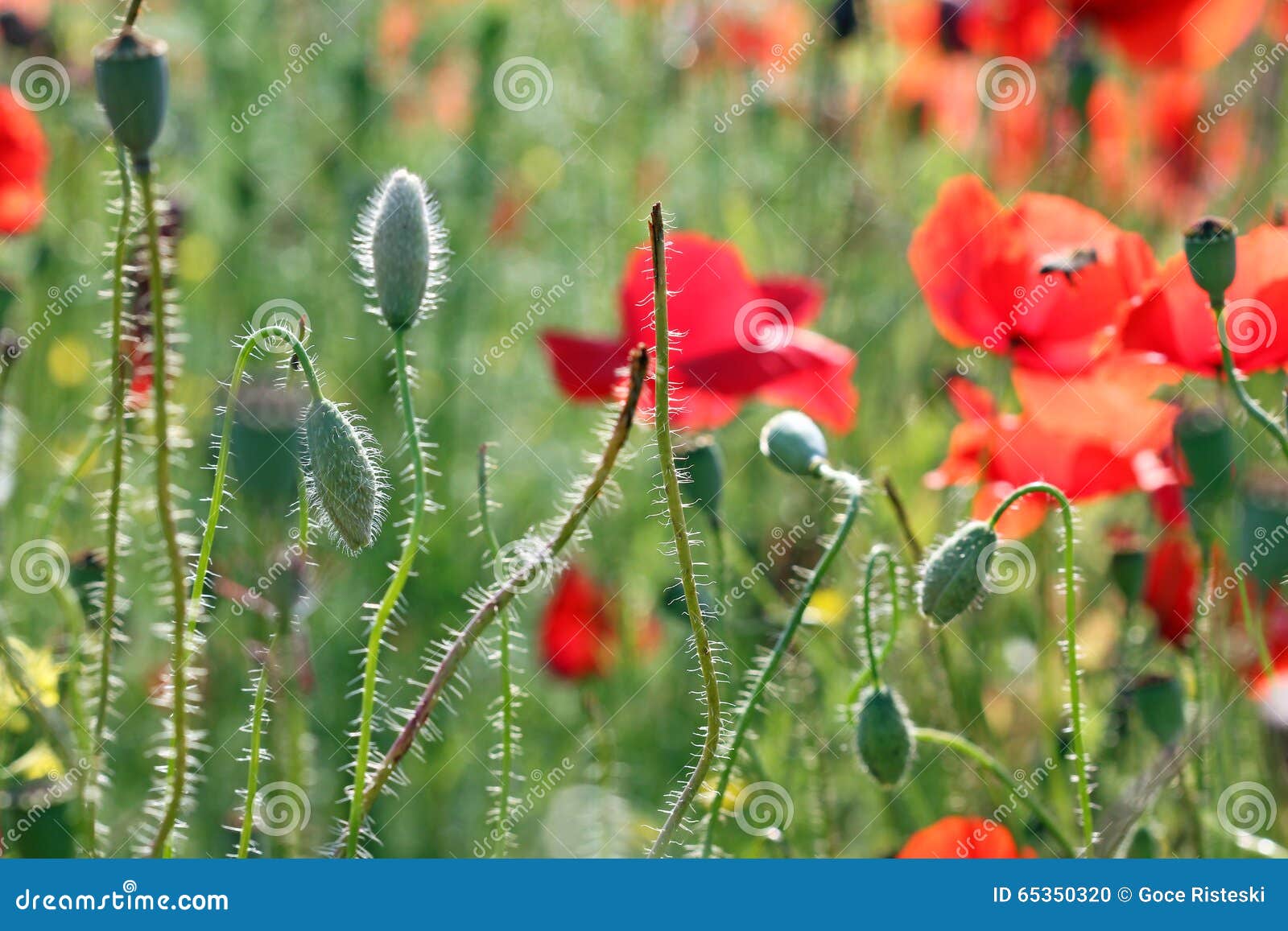Poppy Flower Close Up Spring Stock Photo - Image of bloom, green: 65350320