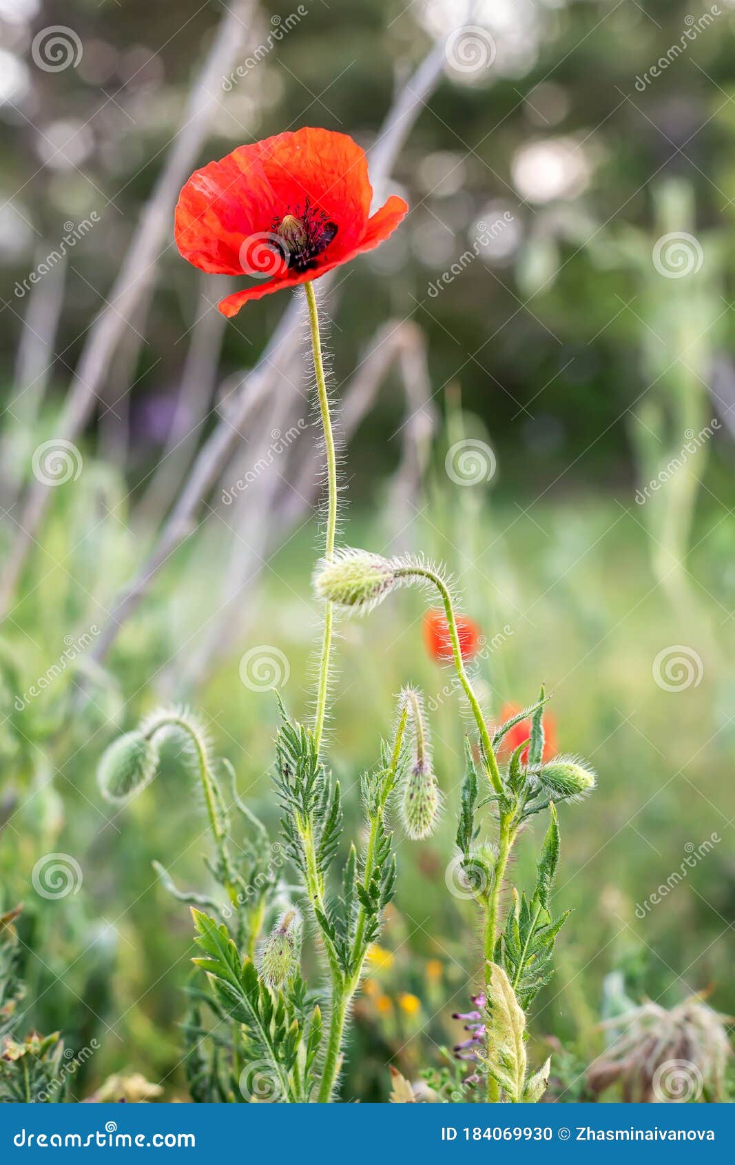 Poppy flower close up stock photo. Image of wildflower - 184069930