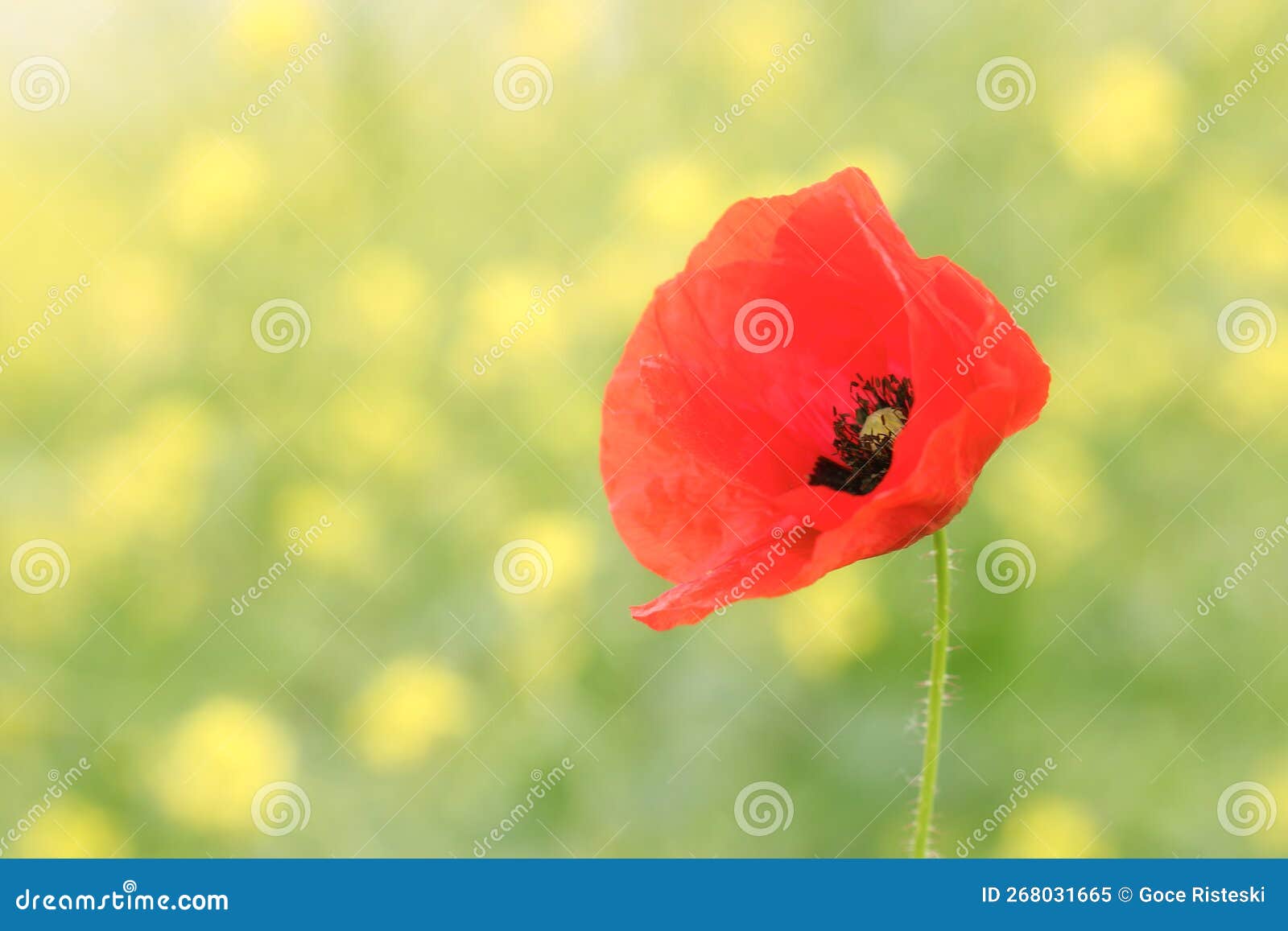 Poppy Flower Closeup Springtime Nature Stock Image - Image of flora ...