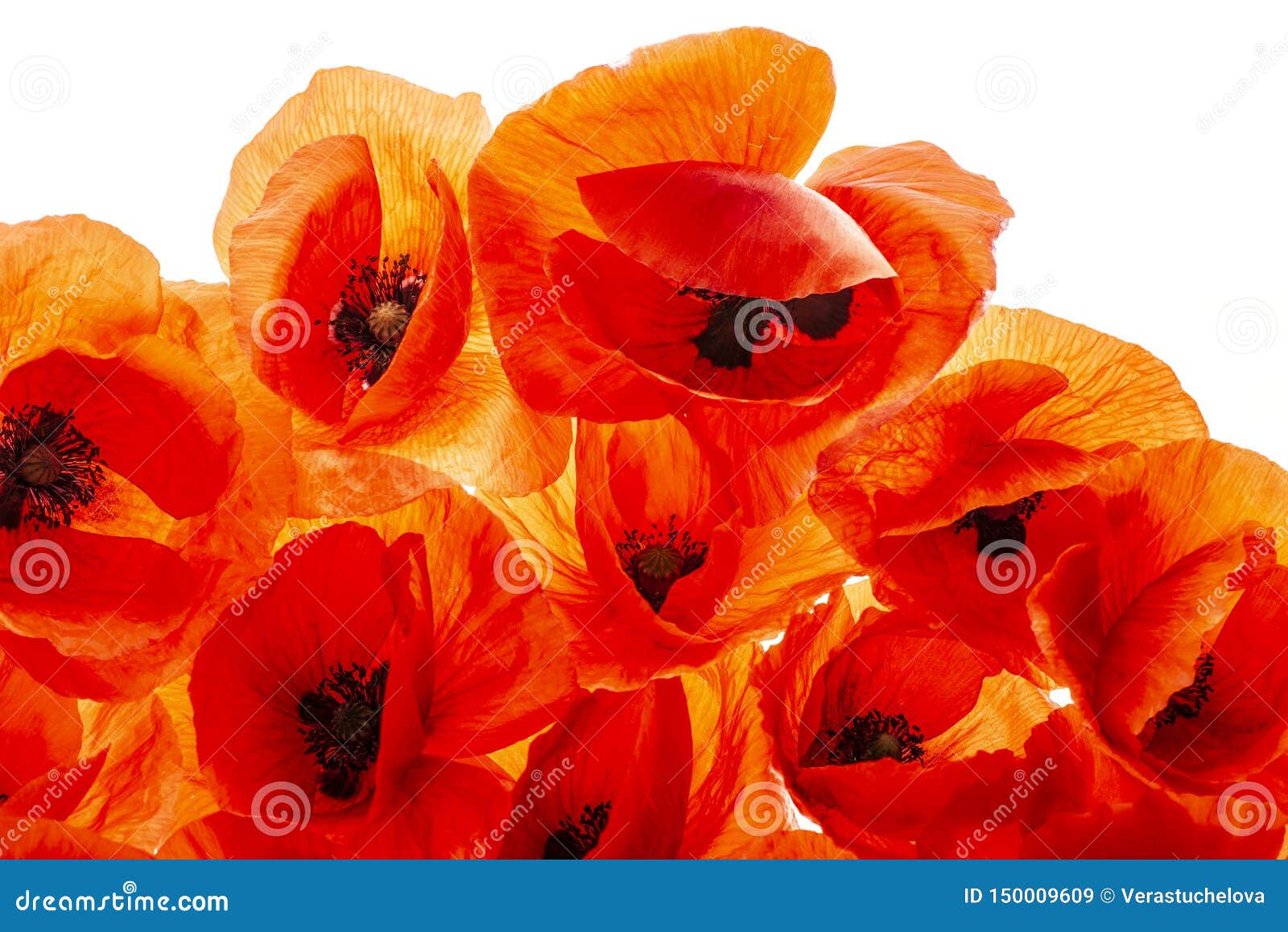 Common Poppy - Papaver Rhoeas Stock Image - Image of botanical, common ...