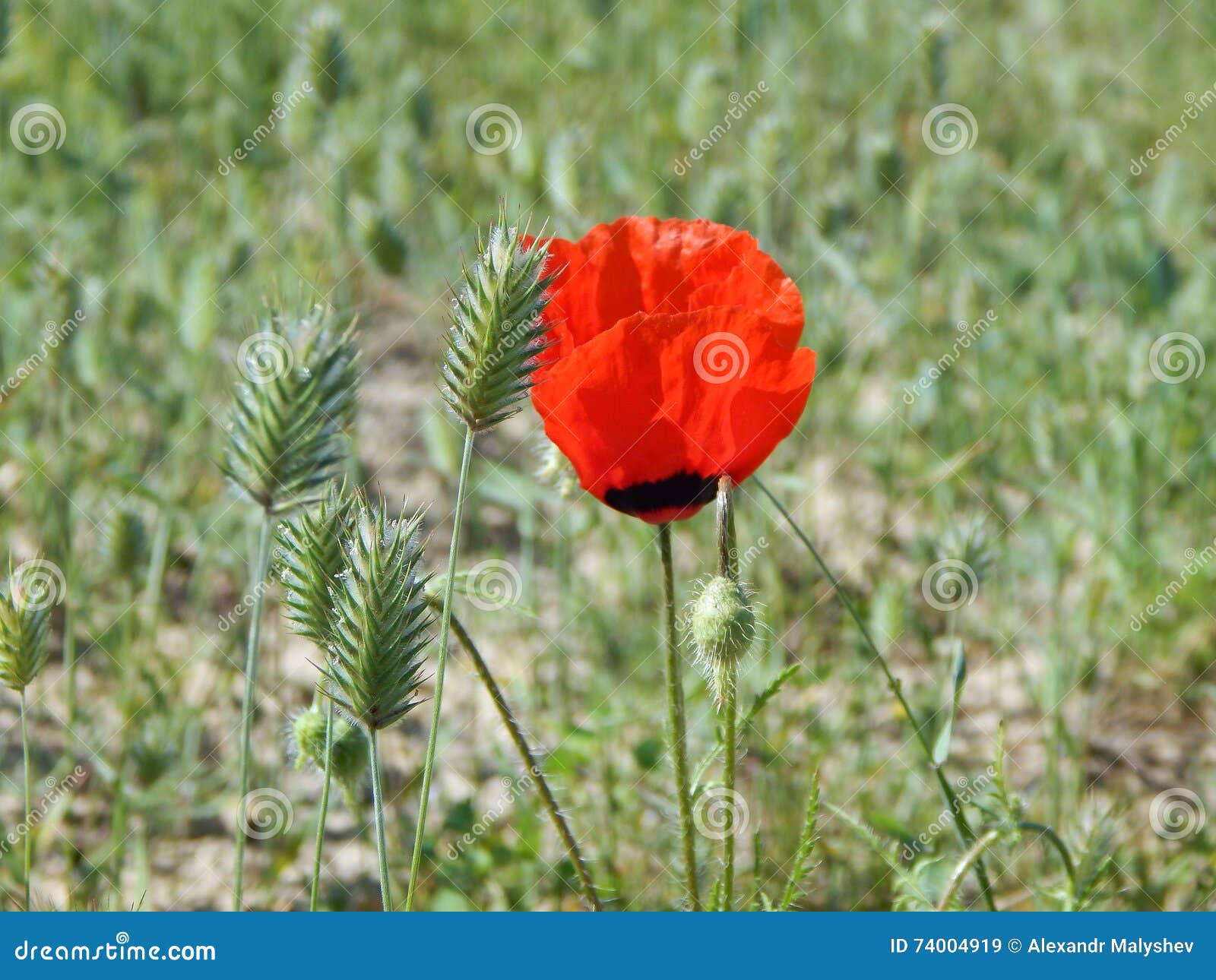 Poppy Flower in the Desert. Stock Image - Image of poppy, bloom: 74004919