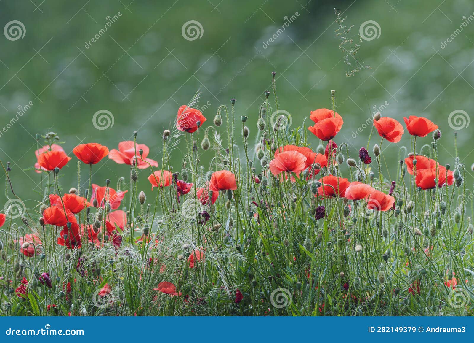 Poppy Flower in the Field, Soft Focus Stock Image - Image of blooming ...