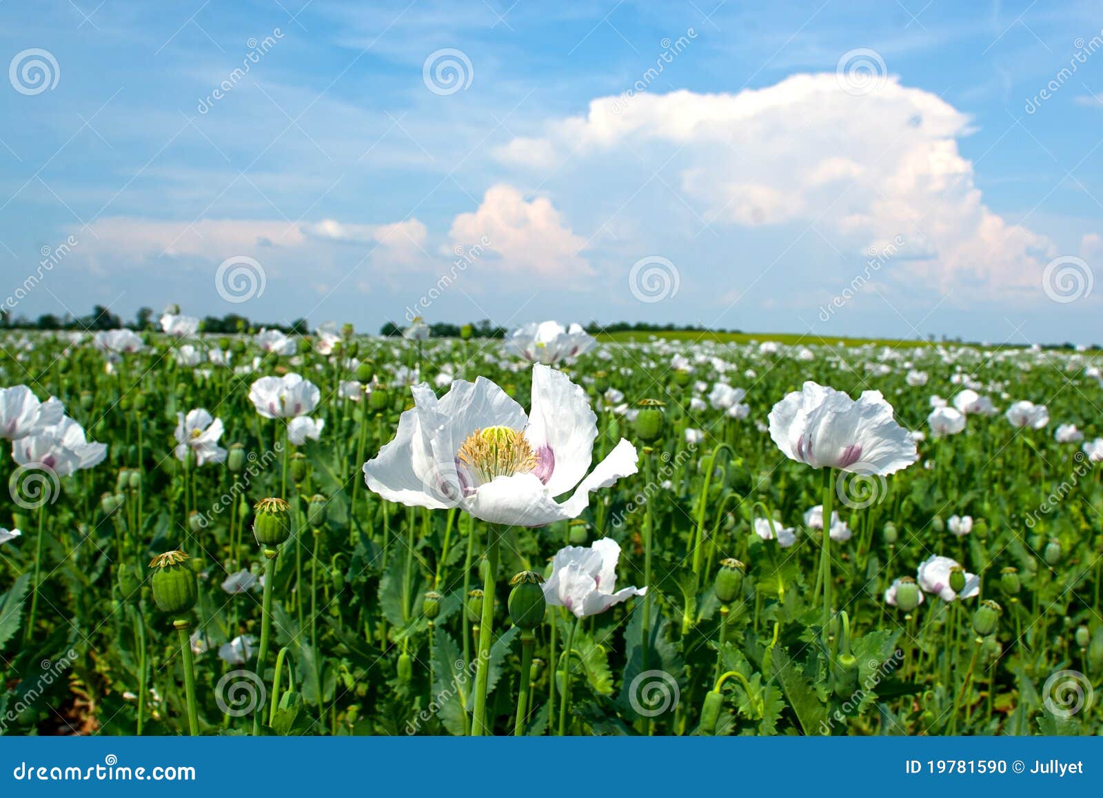 Poppy Flower Field, Hungary Stock Photo - Image of season, hungarian ...