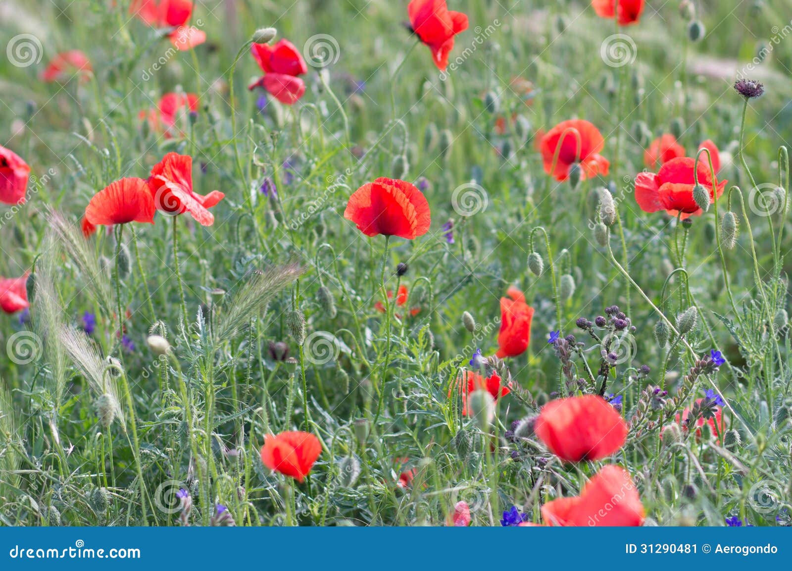 Poppy flower field stock image. Image of outdoors, agriculture - 31290481