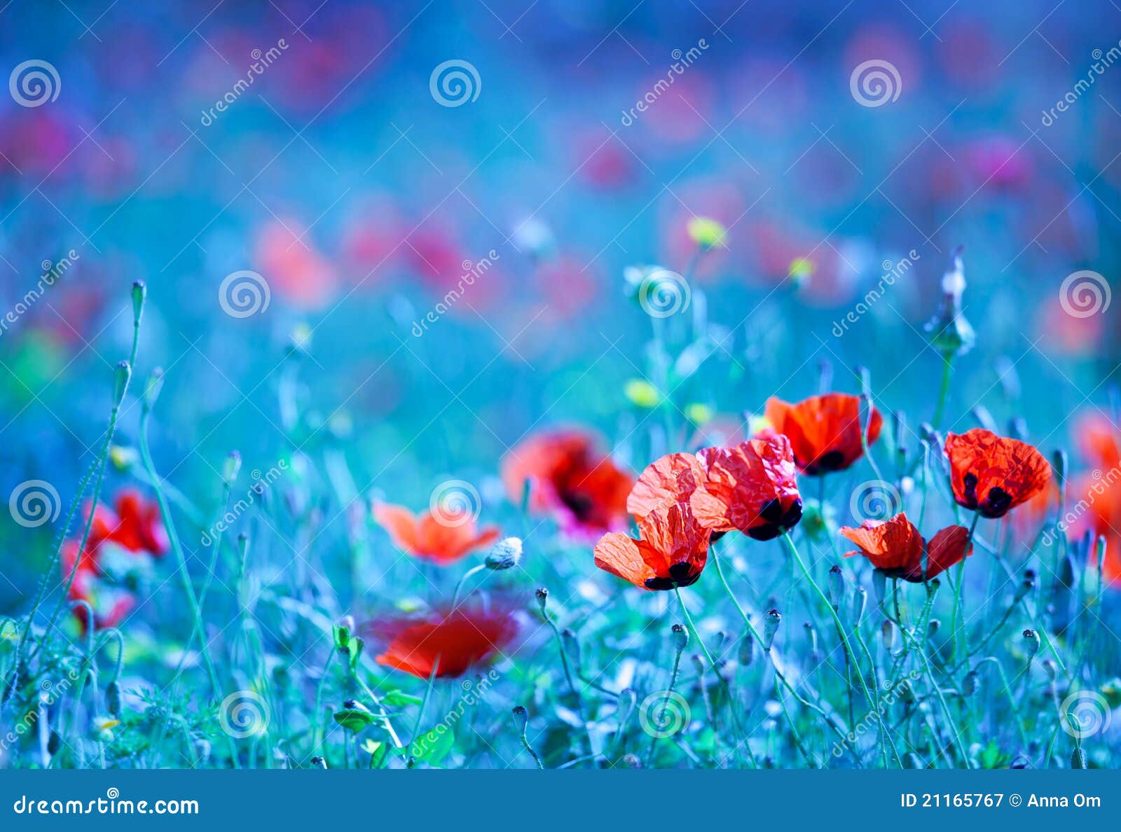 Poppy Flower Field at Night Stock Image - Image of light, colorful ...