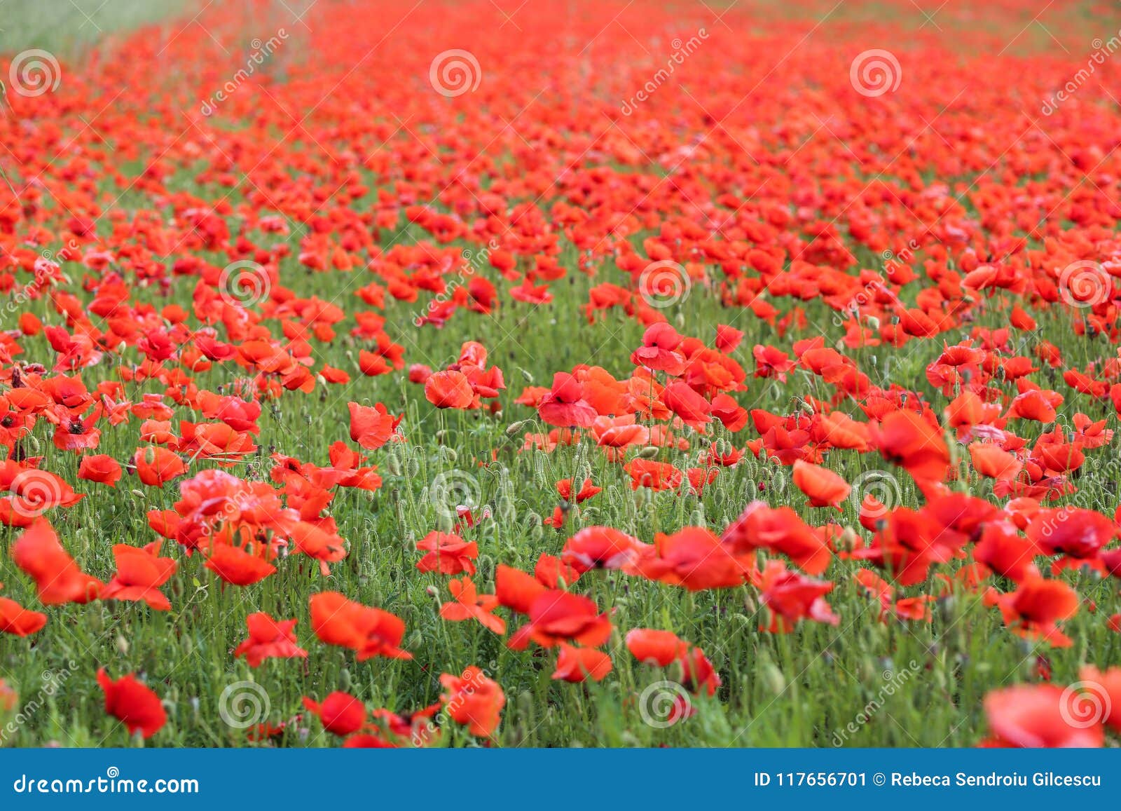 Poppy flower field stock image. Image of papaveroideae - 117656701