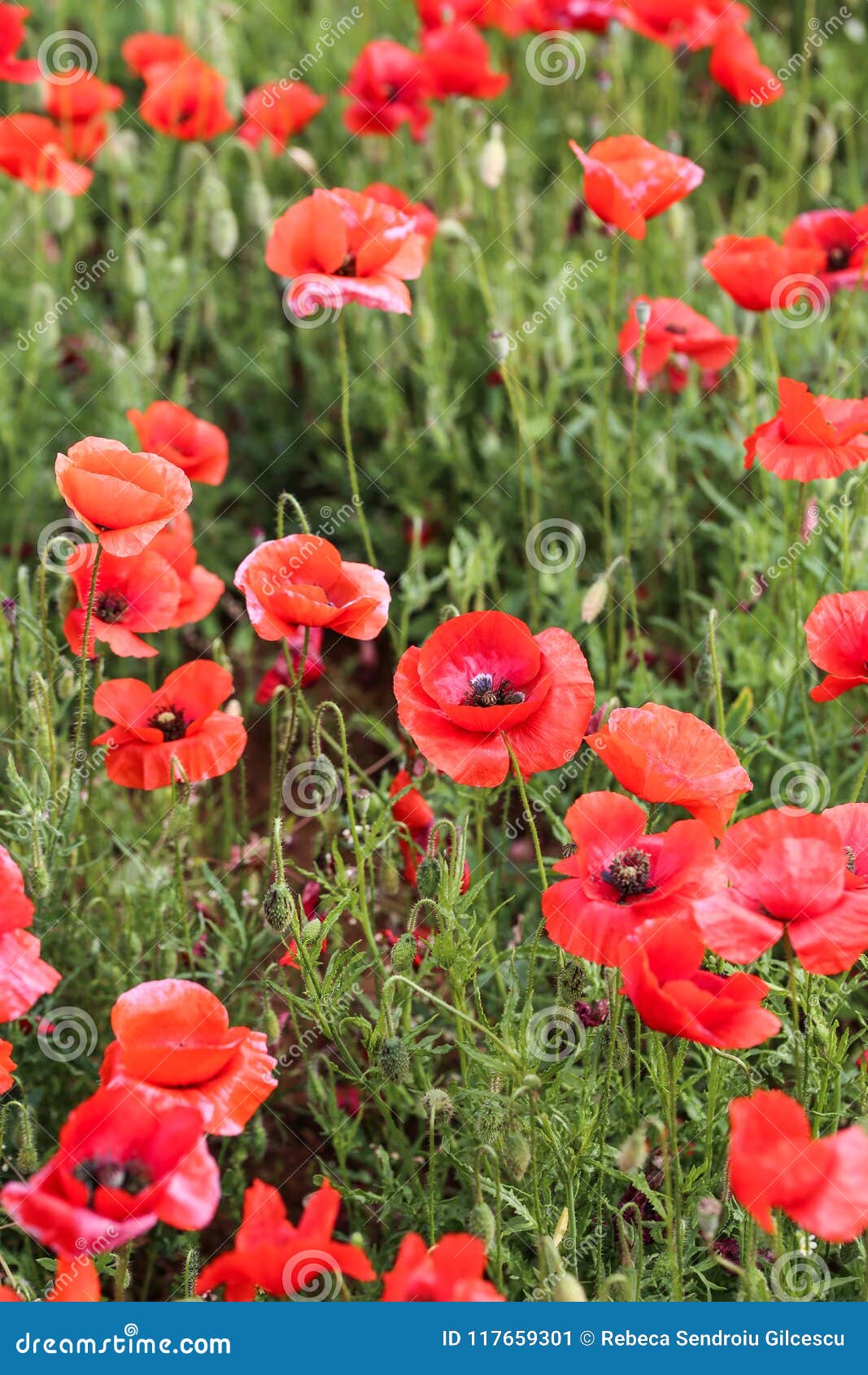 Poppy flower field stock image. Image of subfamily, flower - 117659301