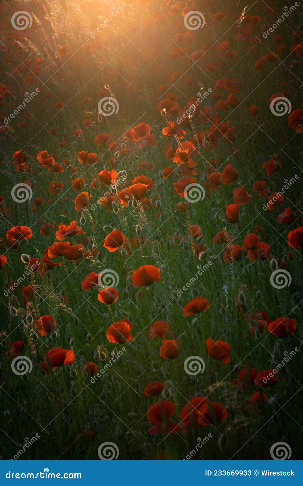 Poppy Flower Field on the Sunset Stock Image - Image of botany, blossom ...