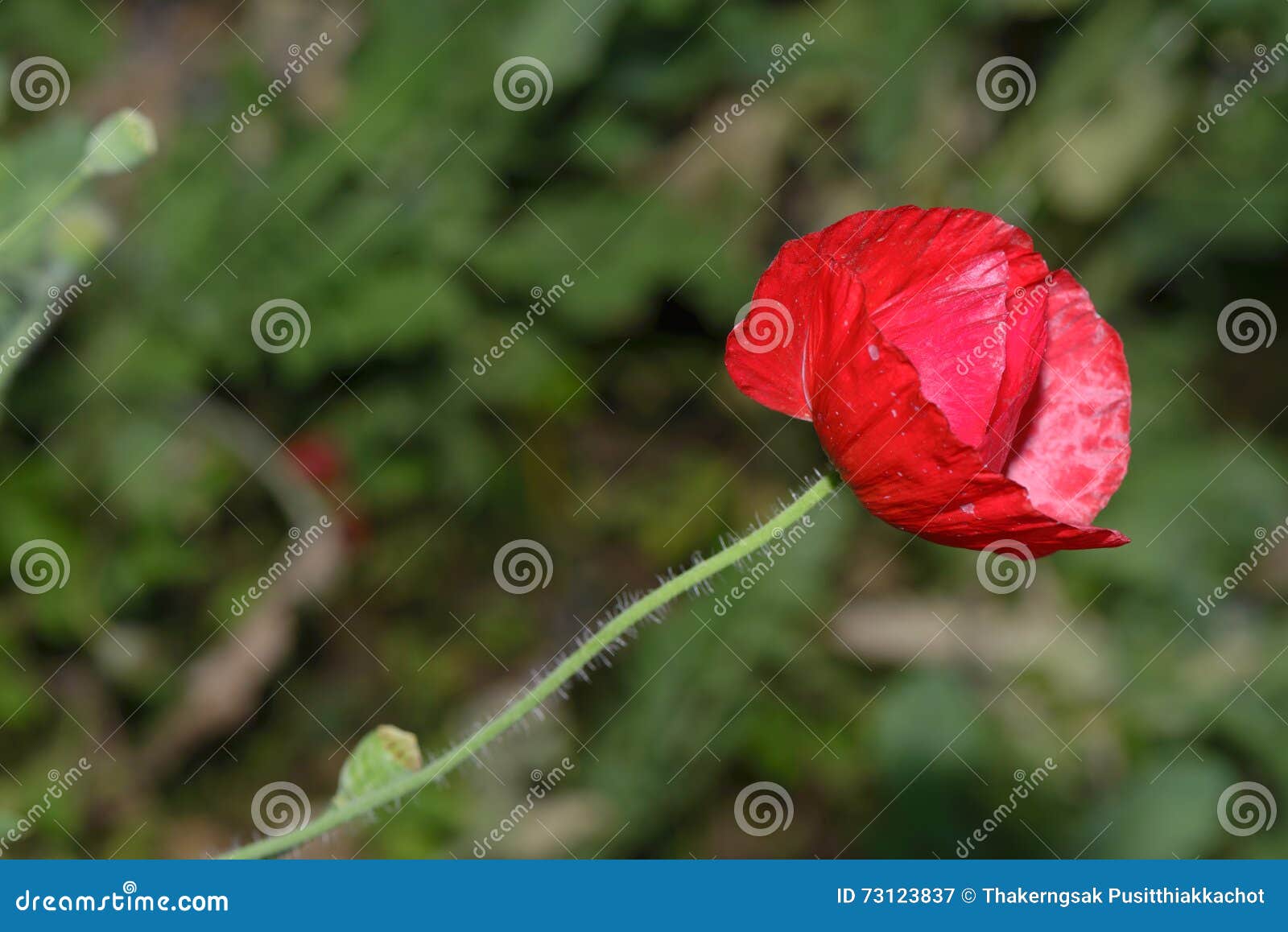 Poppy Flower on Green Background Stock Image - Image of blur, field ...