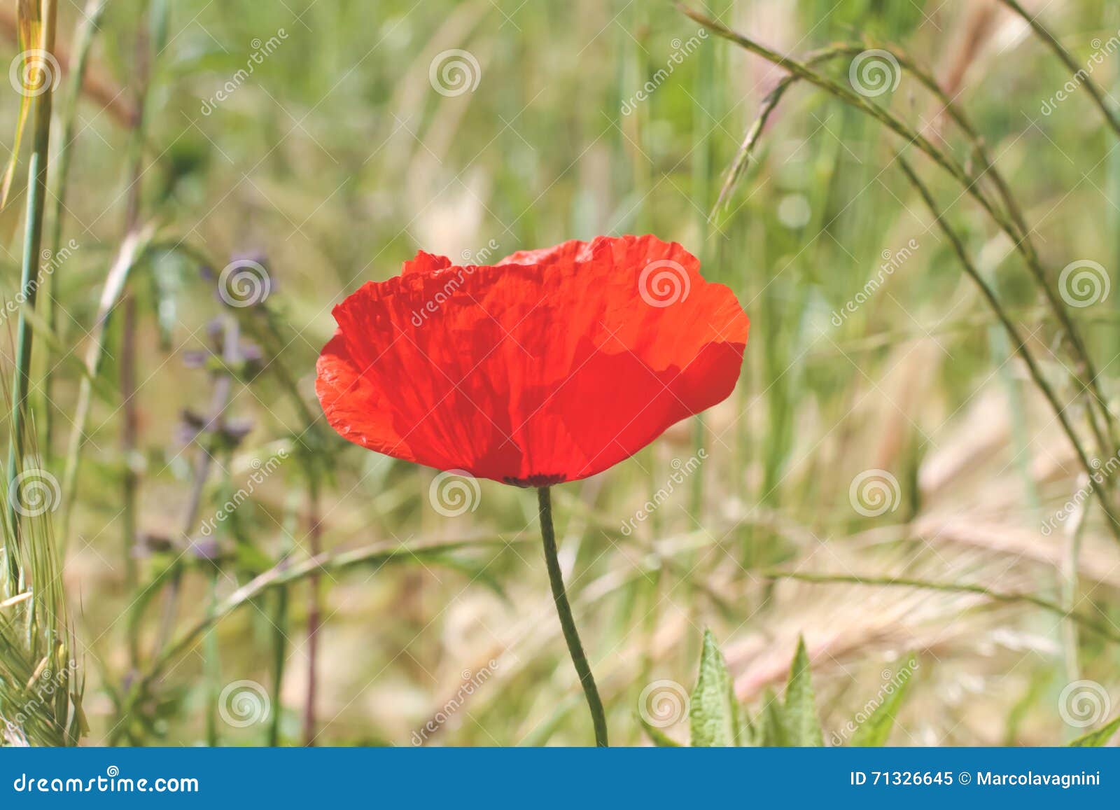 Poppy Flower stock image. Image of countryside, flower - 71326645