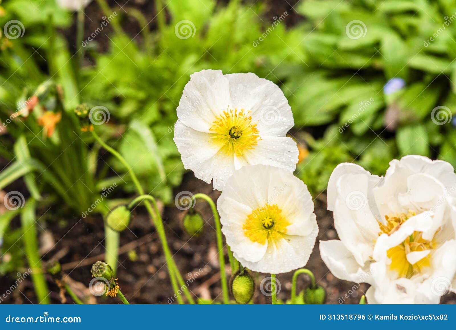 Poppy Flower Growing in a Garden in Spring Stock Photo - Image of green ...