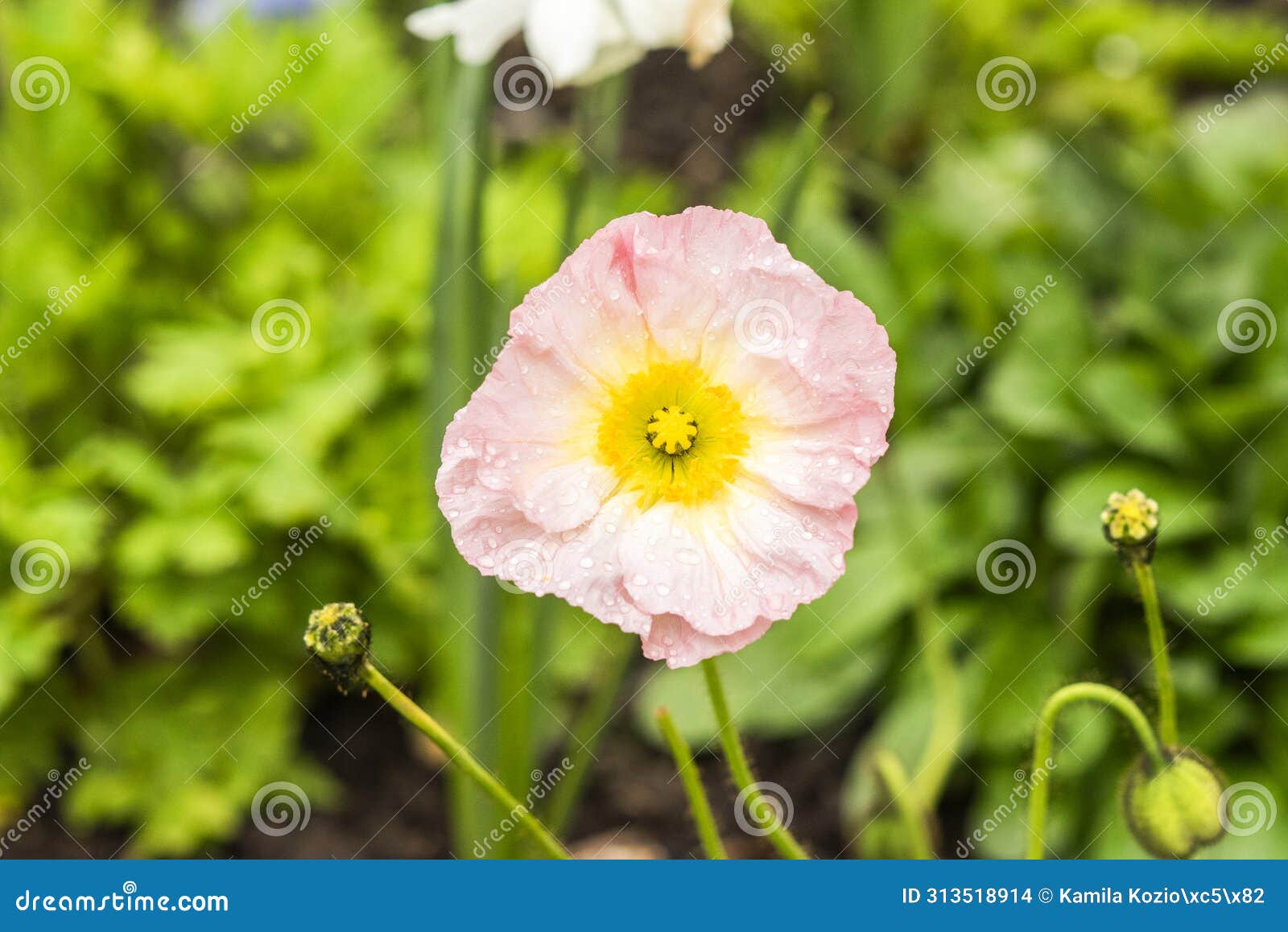 Poppy Flower Growing in a Garden in Spring Stock Photo - Image of ...