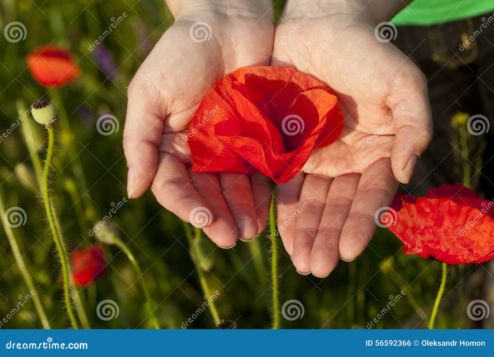 Poppy flower hands stock photo. Image of finger, growing - 56592366
