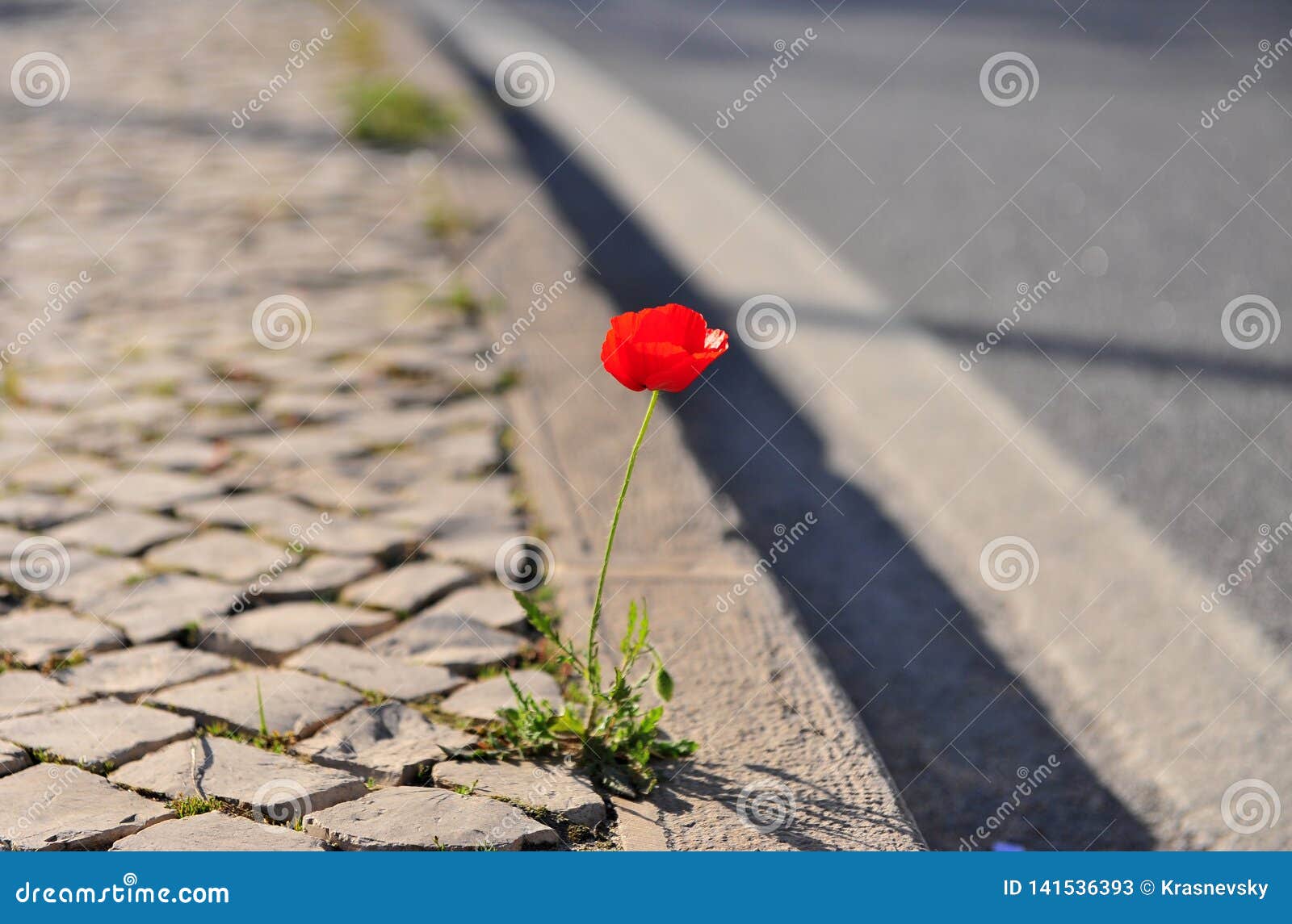 Poppy flower with highway stock image. Image of asphalt - 141536393