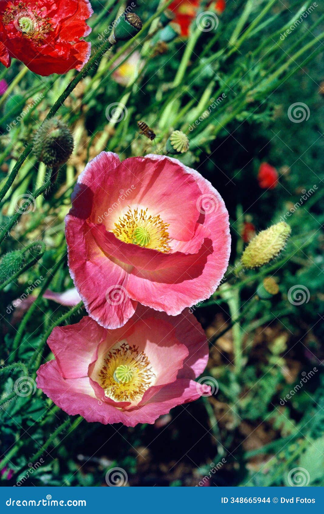 Indian Himalayan Poppy Flower India Stock Photo - Image of plant ...