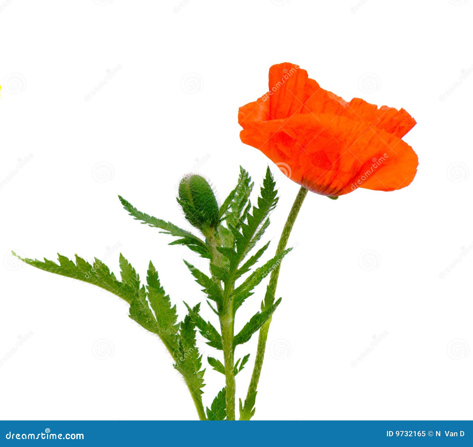 Poppy Flower Isolated on White Stock Image - Image of background ...