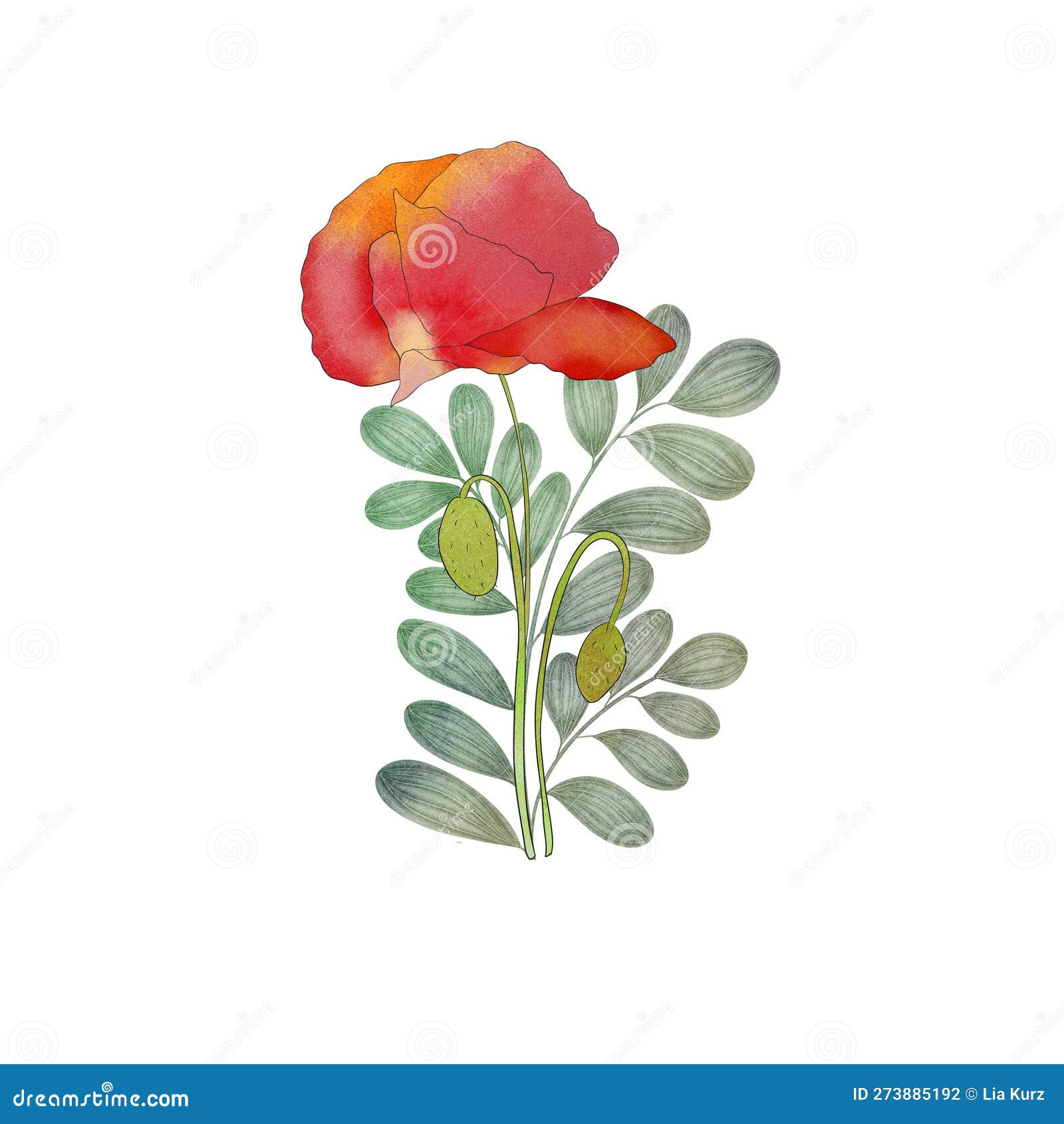 Poppy Flower And Leaves Arrangement Isolated On White Watercolor