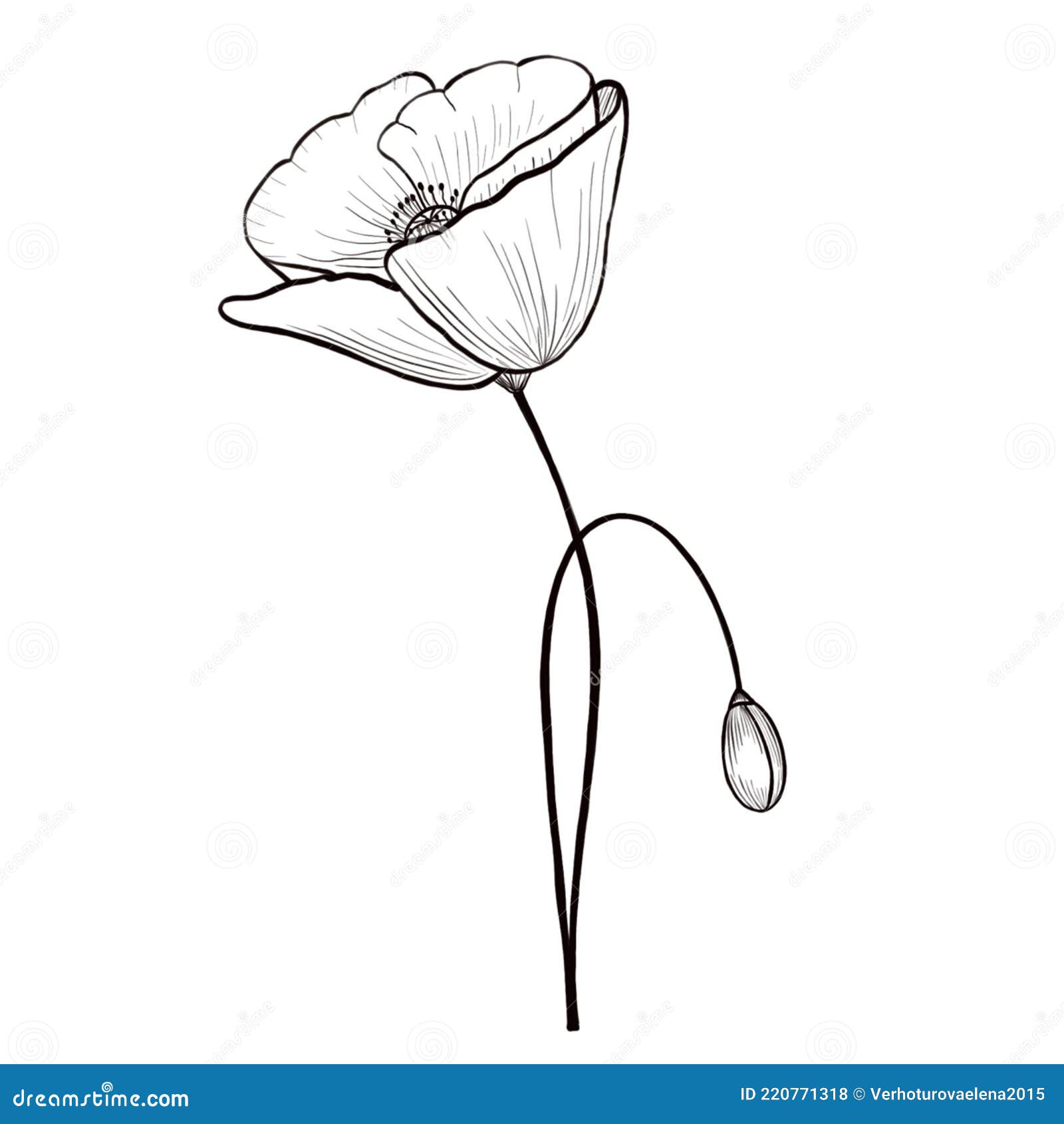 Poppy Flower Line Art Minimalist Contour Drawing Stock Illustration