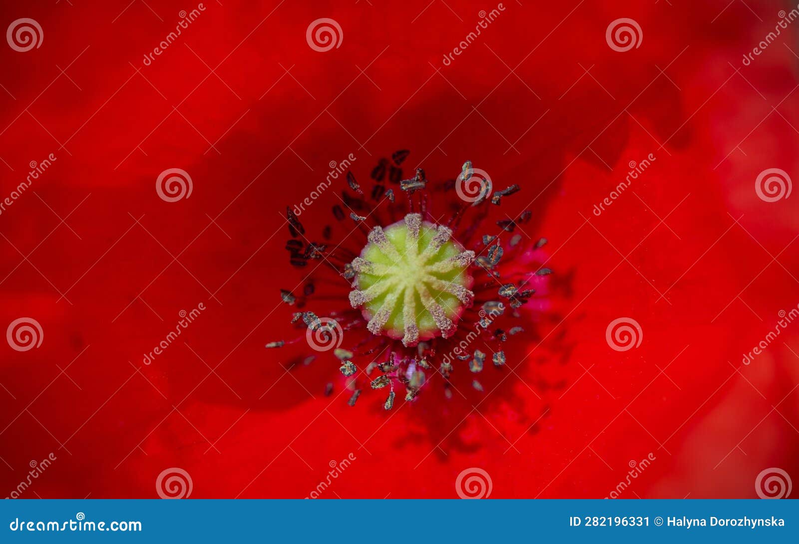 Poppy Flower, Macro. Natural Background Stock Image - Image of design ...