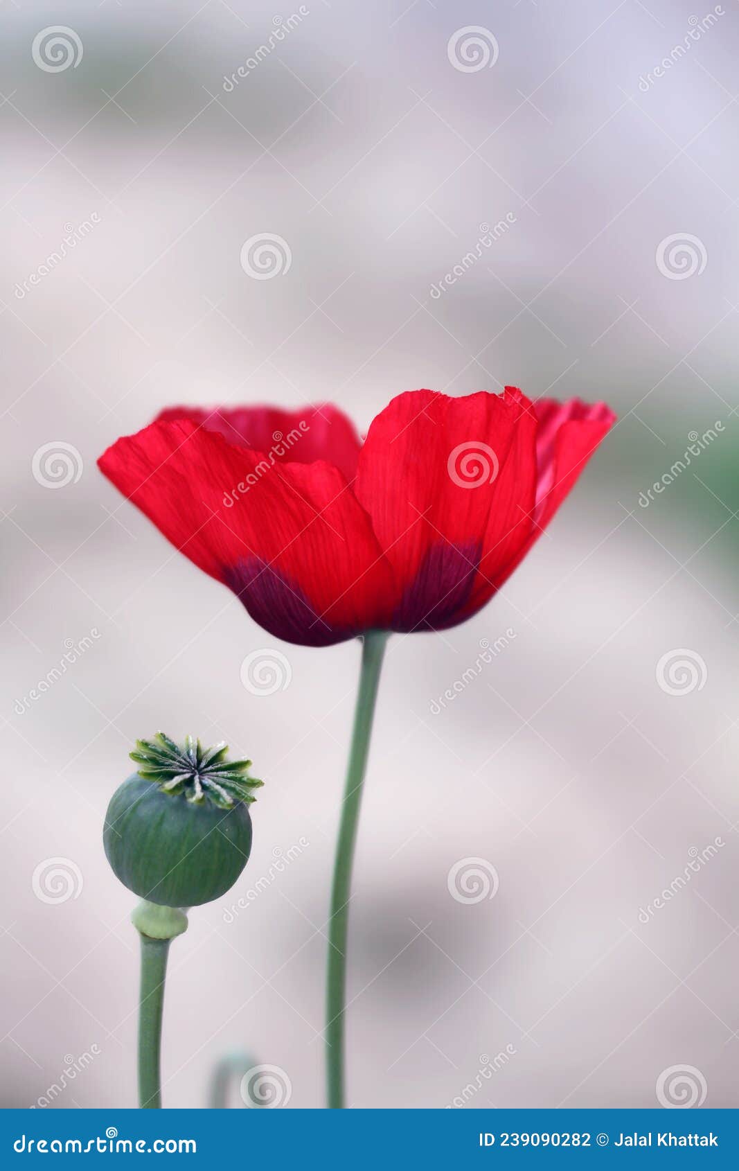 Poppy flower mature stock photo. Image of petal, orange - 239090282