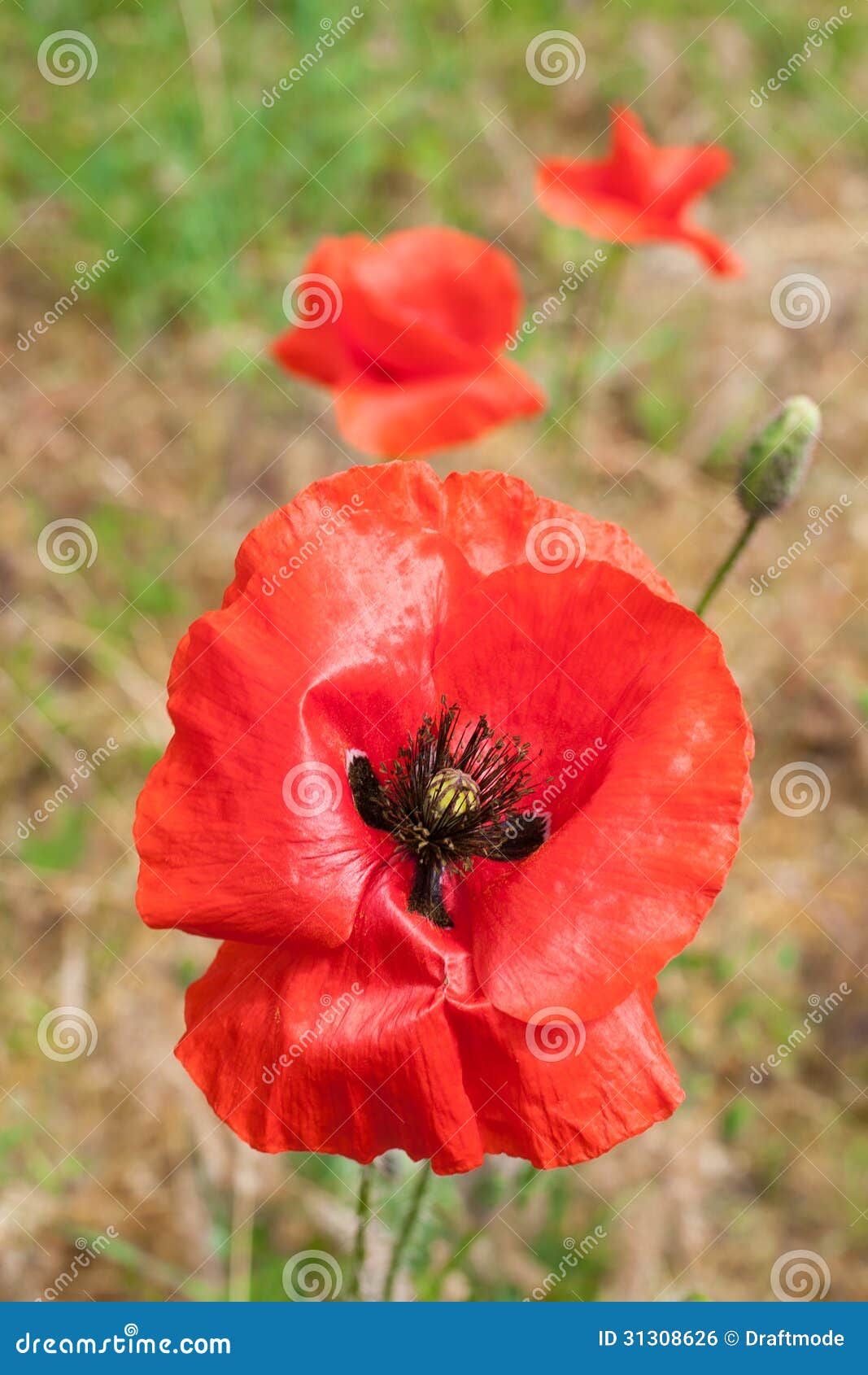 Poppy flower stock photo. Image of rural, herb, green - 31308626