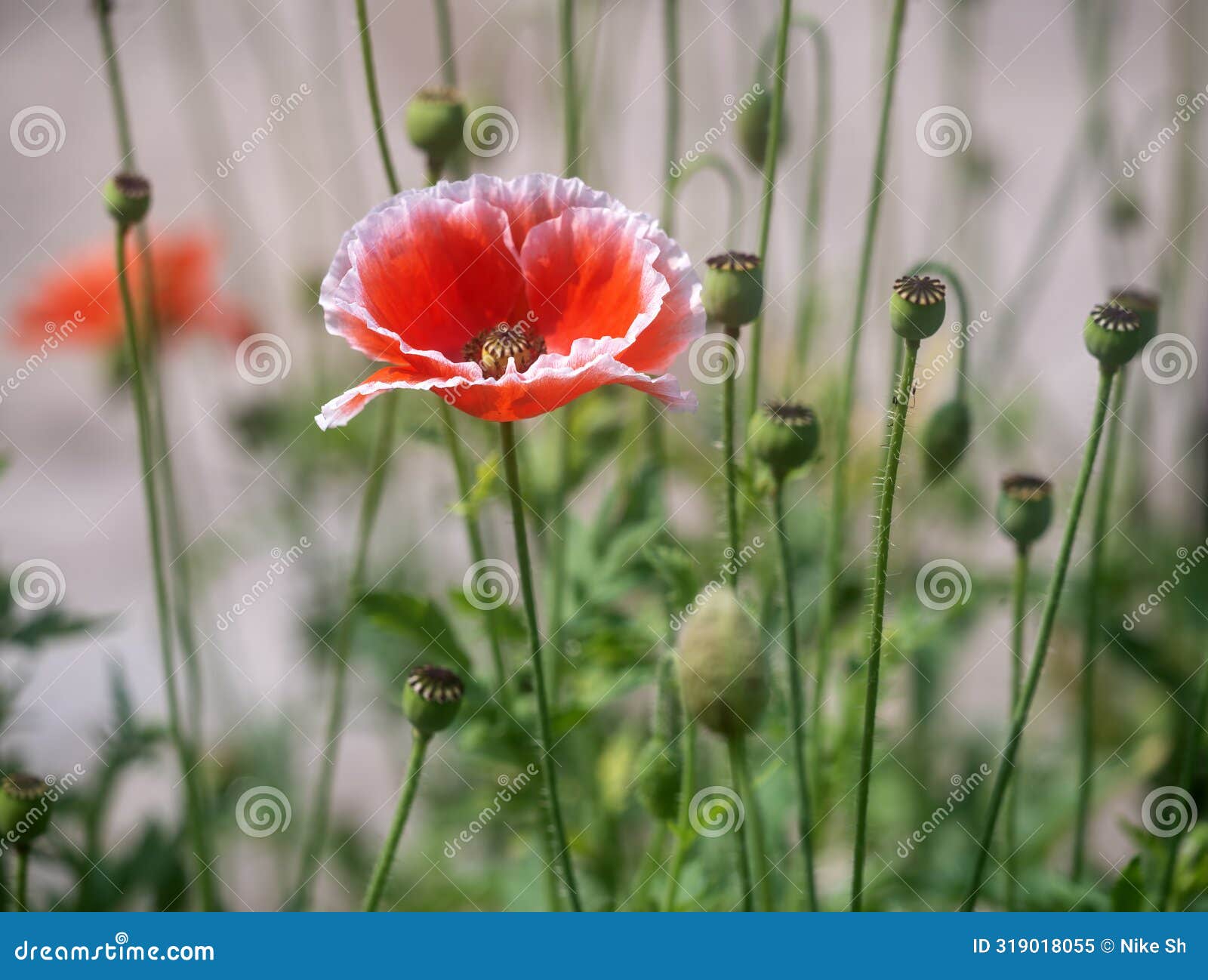 Poppy flower and pods stock image. Image of meadow, outdoor - 319018055