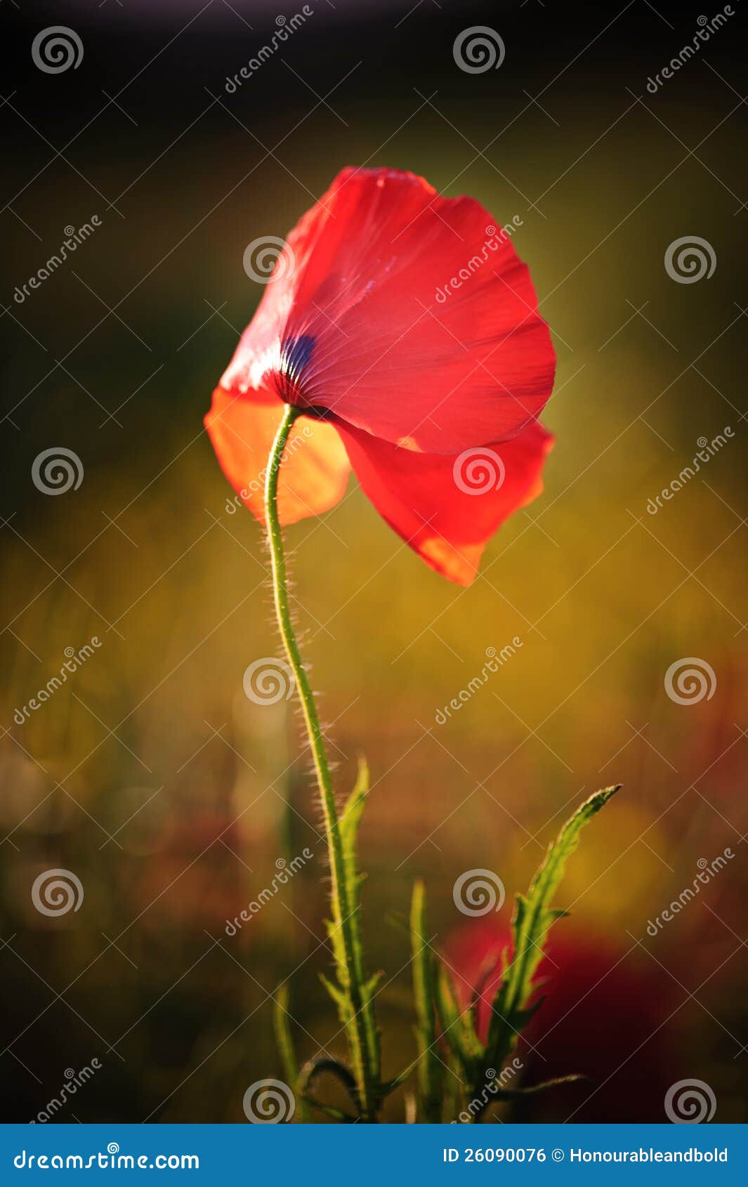Poppy flower portrait stock photo. Image of papaver, english - 26090076