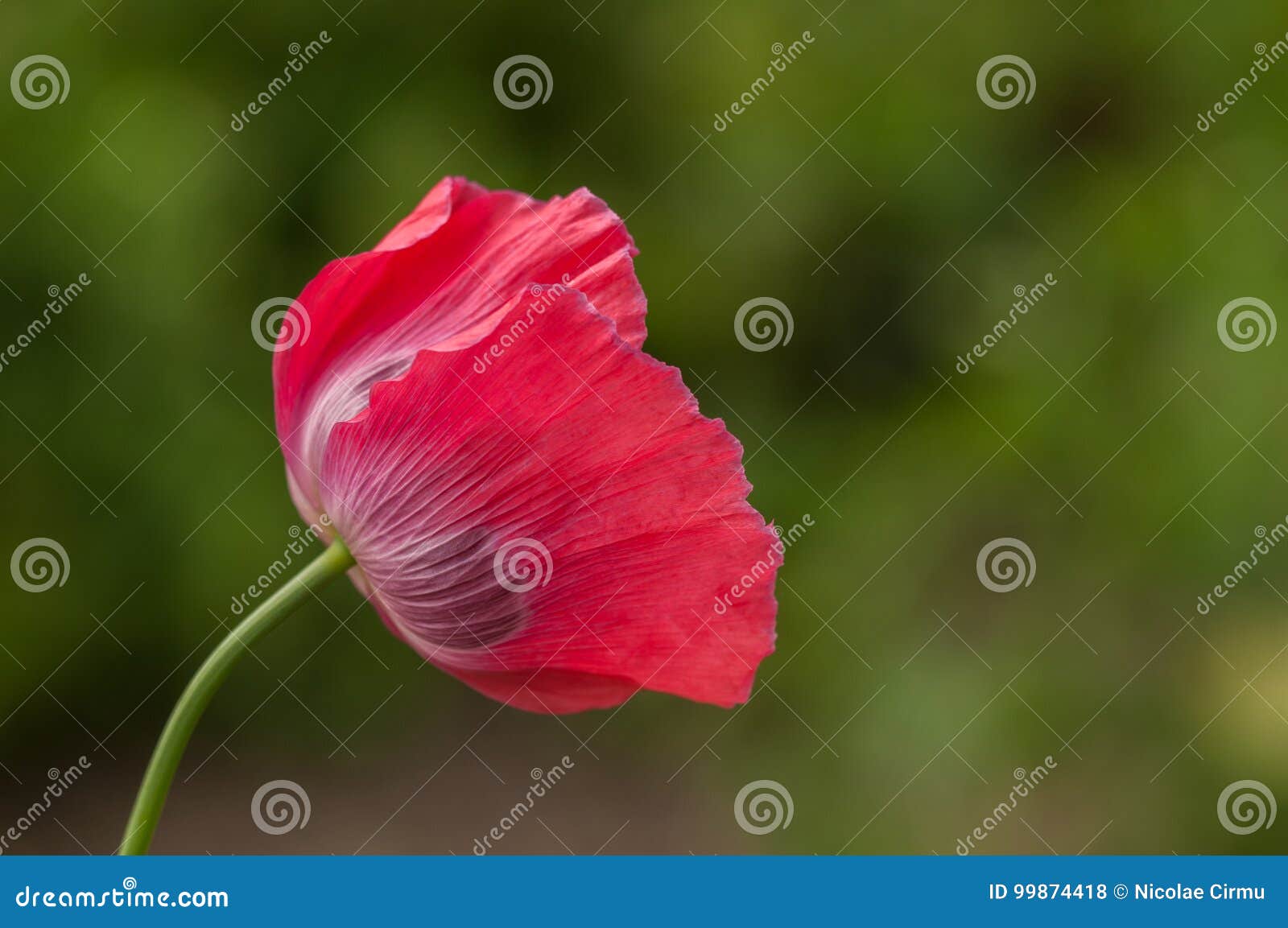 Poppy Flower on a Green Background Stock Photo - Image of petals ...