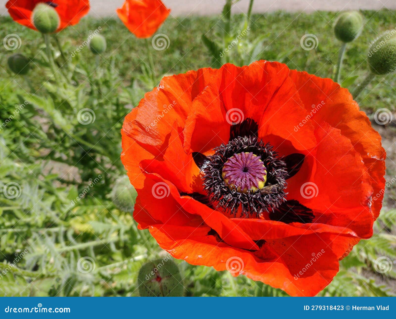 Poppy Flower in Romania. Macro View Stock Image - Image of romania ...
