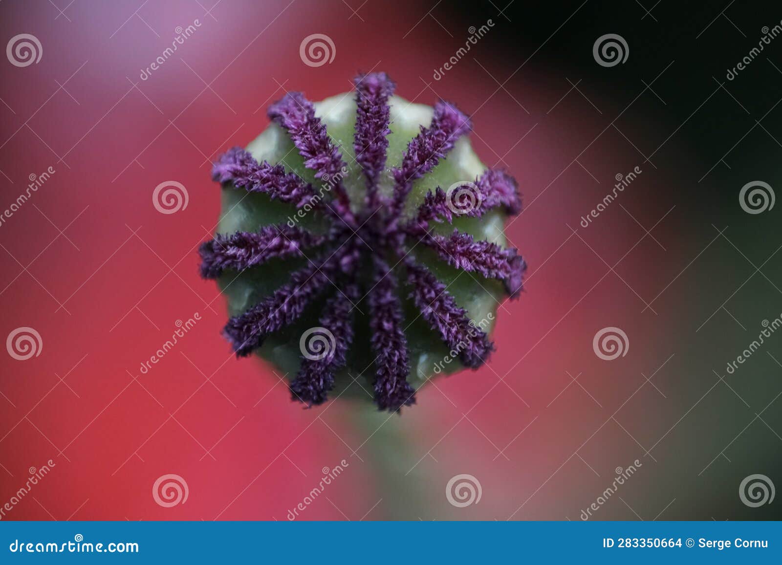 Poppy Flower Seed Capsule stock photo. Image of nature - 283350664